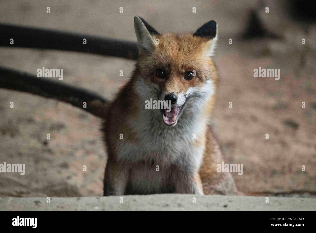 Wildpark alte Fasanerie Hanau, Fuchs 02.01.2024 Hanau Eingangsgebäude ...