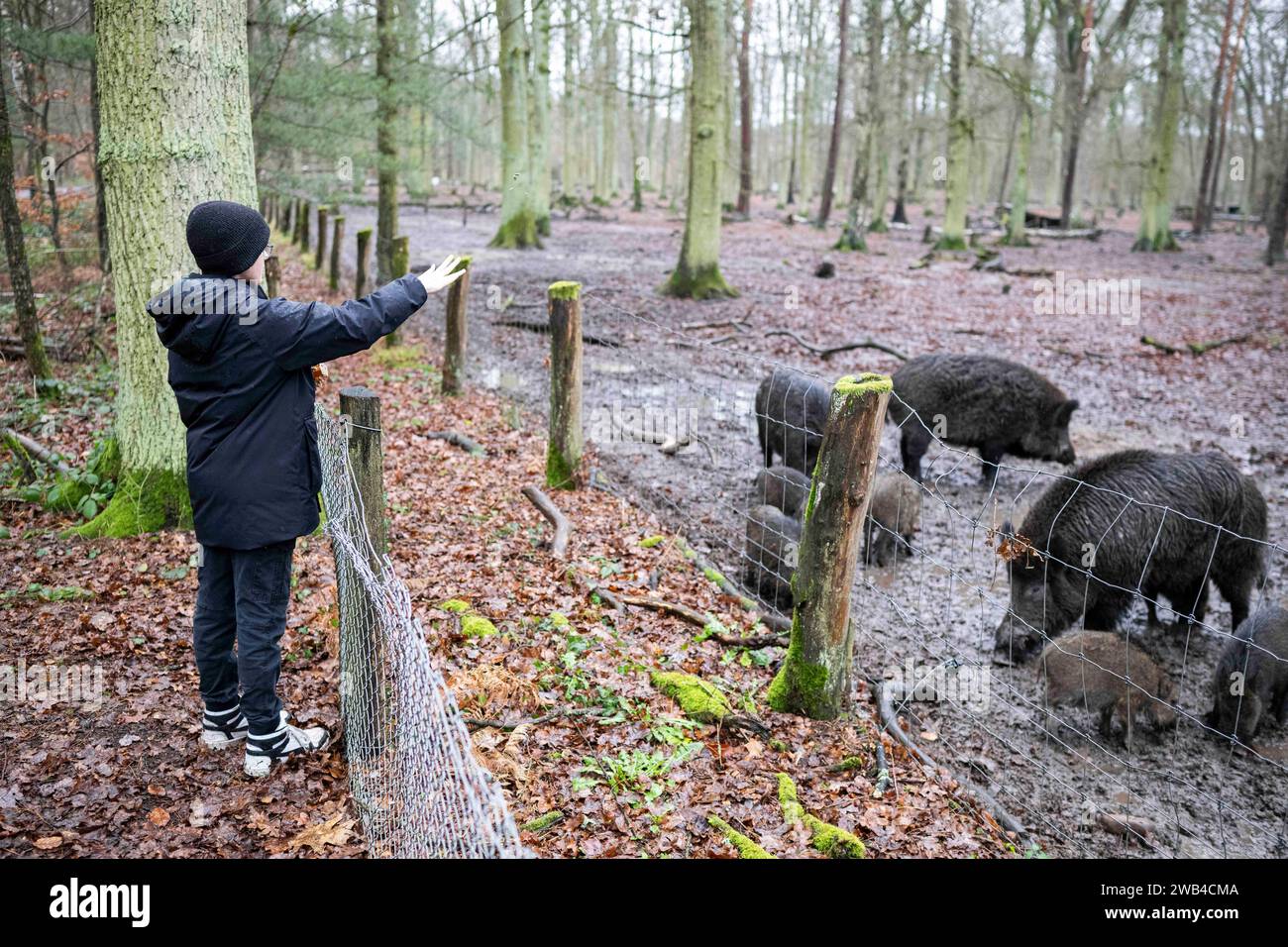 Wildpark alte Fasanerie Hanau, Wildschwein 02.01.2024 Hanau ...