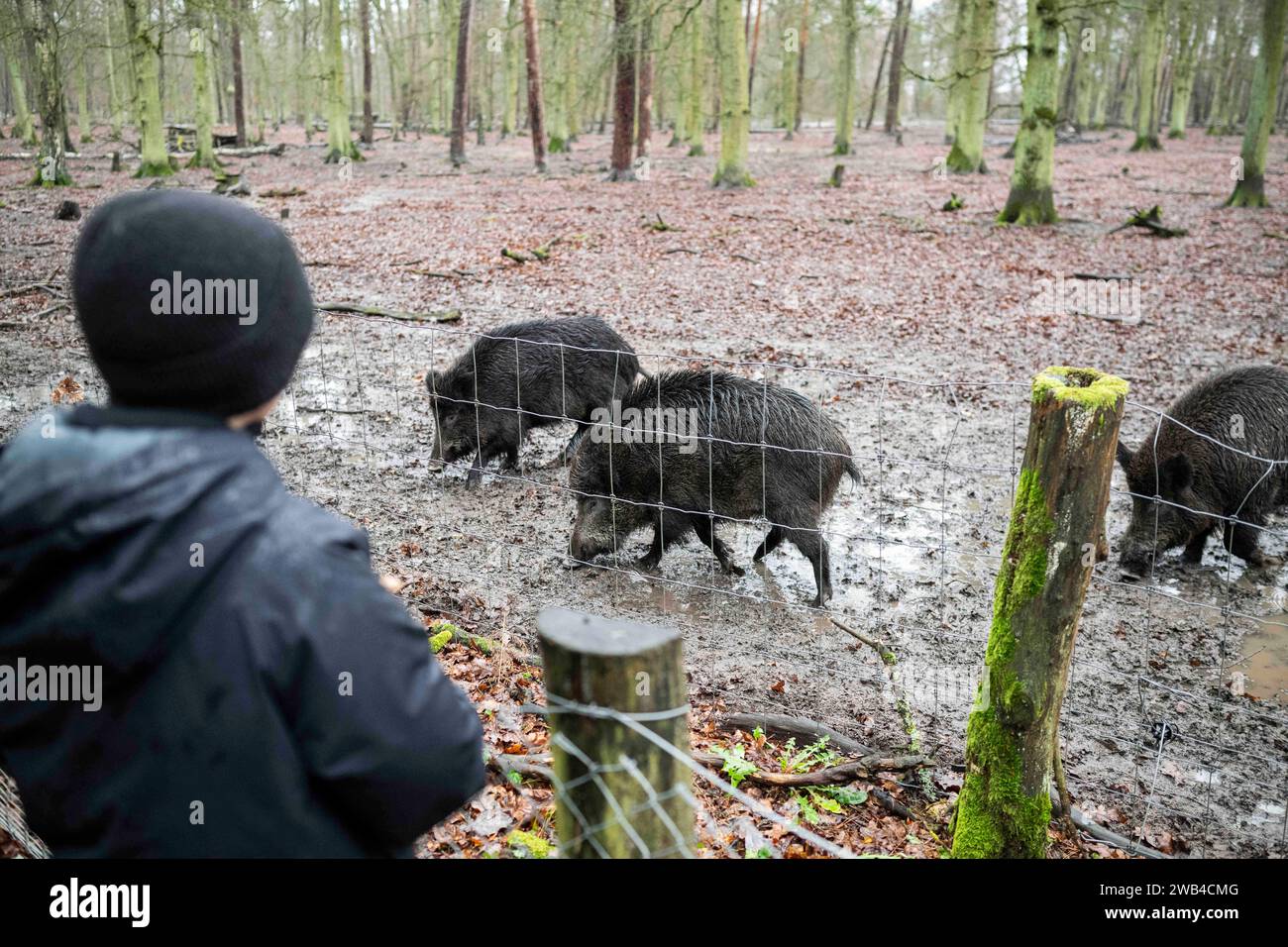 Wildpark alte Fasanerie Hanau, Wildschwein 02.01.2024 Hanau ...