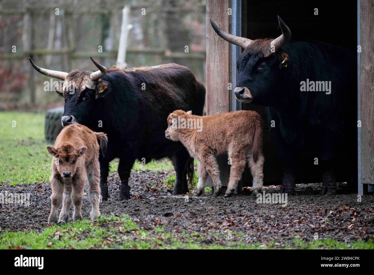 Wildpark alte Fasanerie Hanau, Auerochse 05.01.2024 Hanau ...