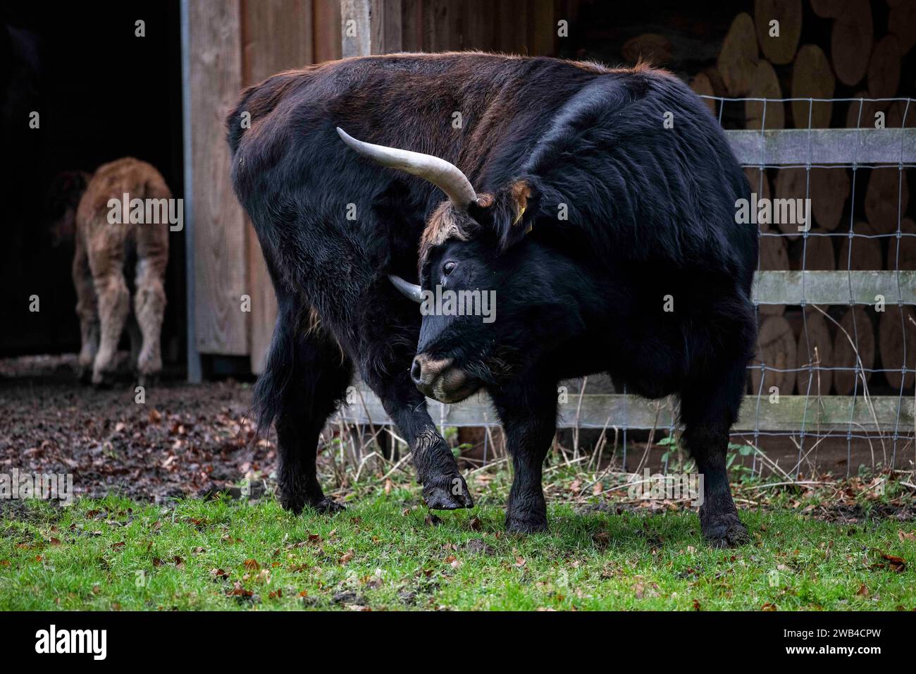 Wildpark alte Fasanerie Hanau, Auerochse 05.01.2024 Hanau ...