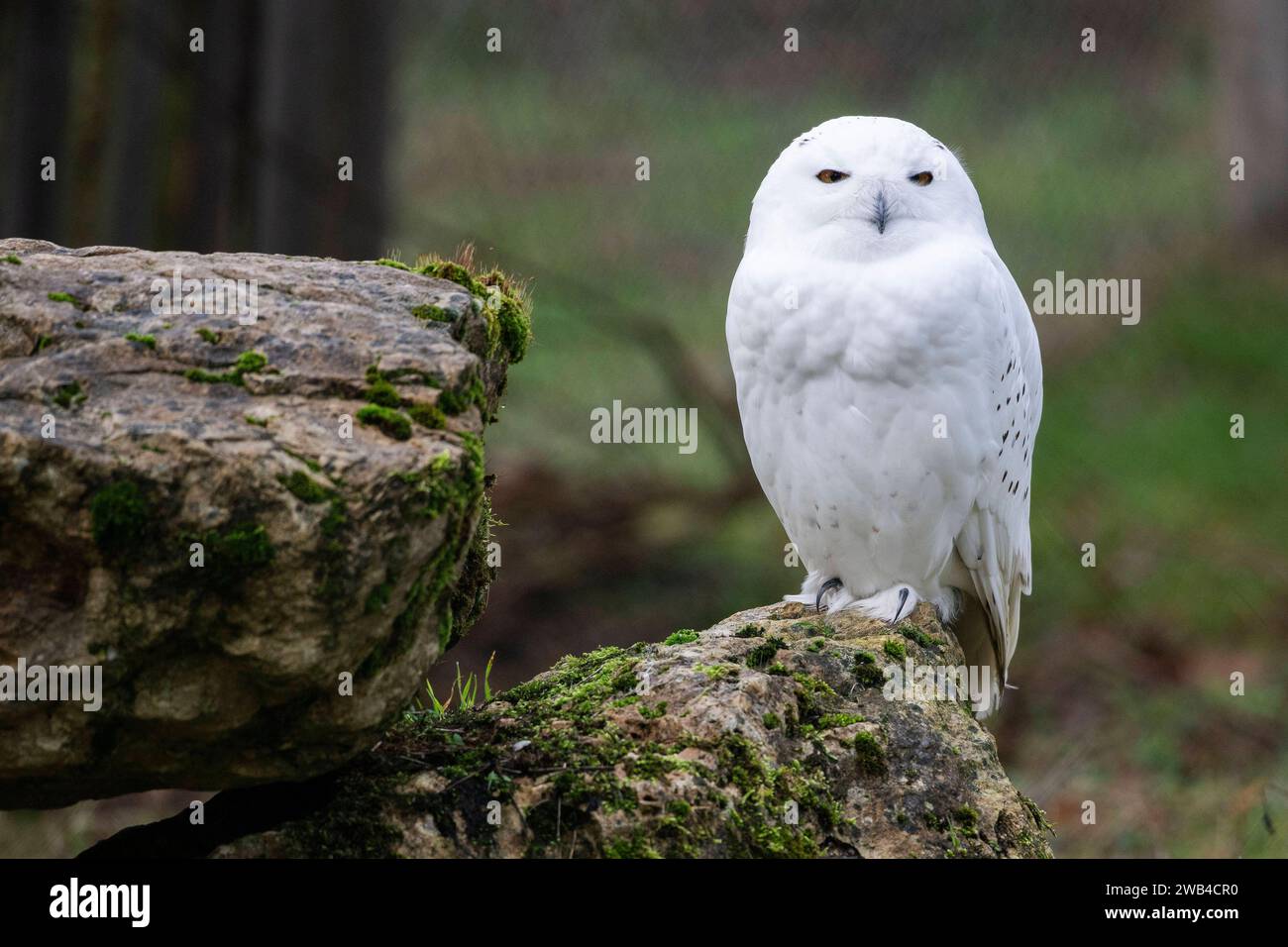 Wildpark alte Fasanerie Hanau, Schnee-Eule 05.01.2024 Hanau ...