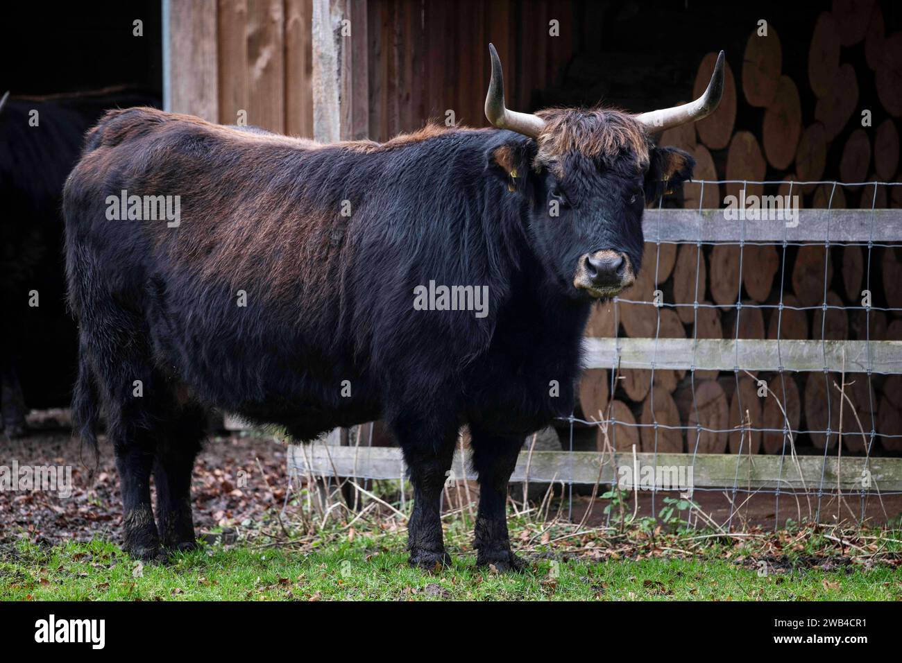 Wildpark alte Fasanerie Hanau, Auerochse 05.01.2024 Hanau ...