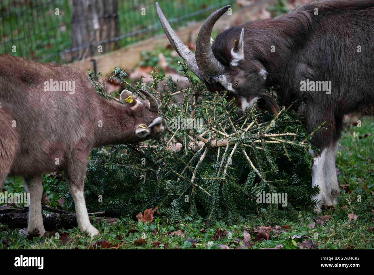 Wildpark alte Fasanerie Hanau, Ziege 05.01.2024 Hanau Eingangsgebäude ...