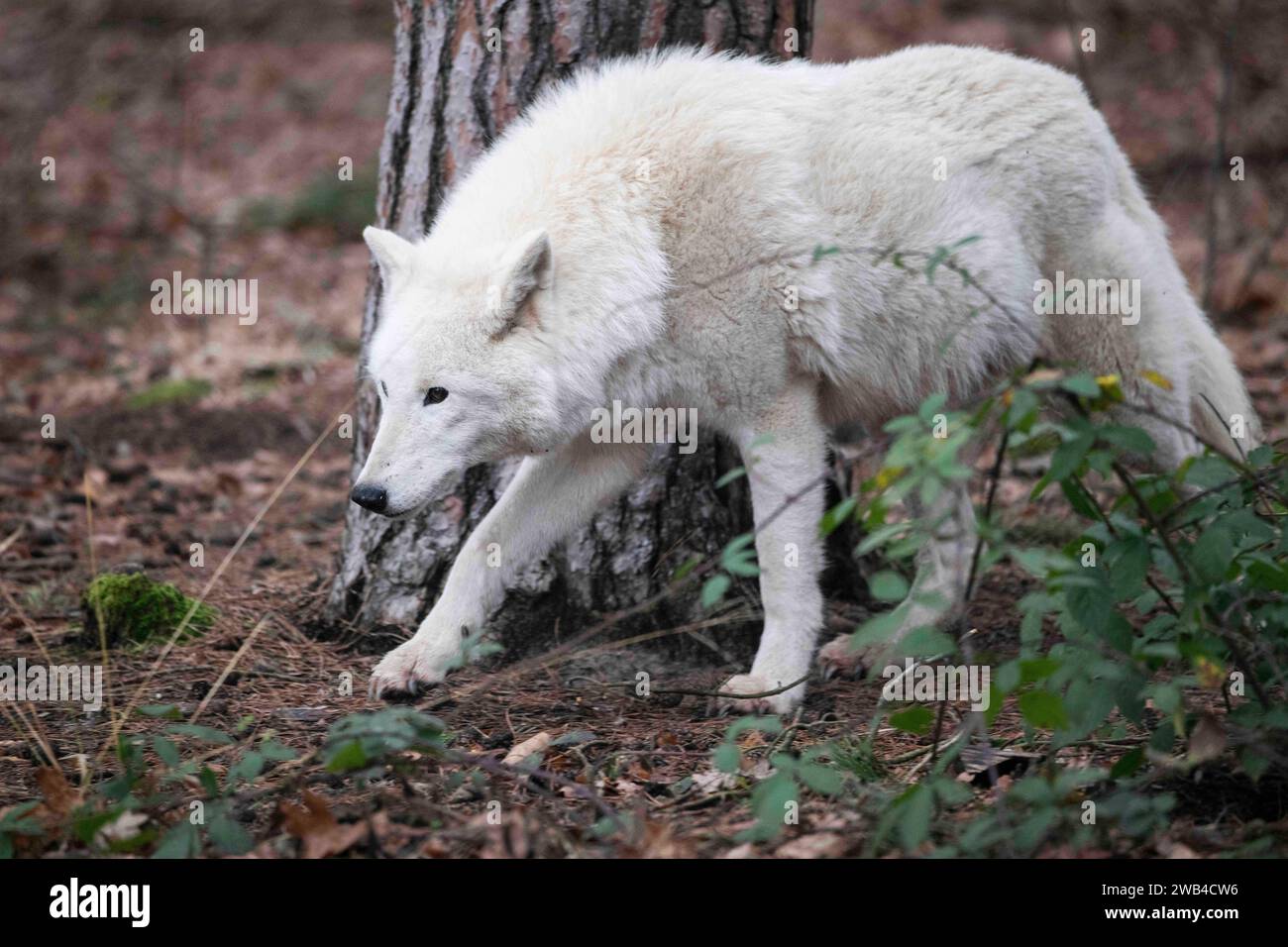 Wildpark alte Fasanerie Hanau, Polarwolf 05.01.2024 Hanau ...