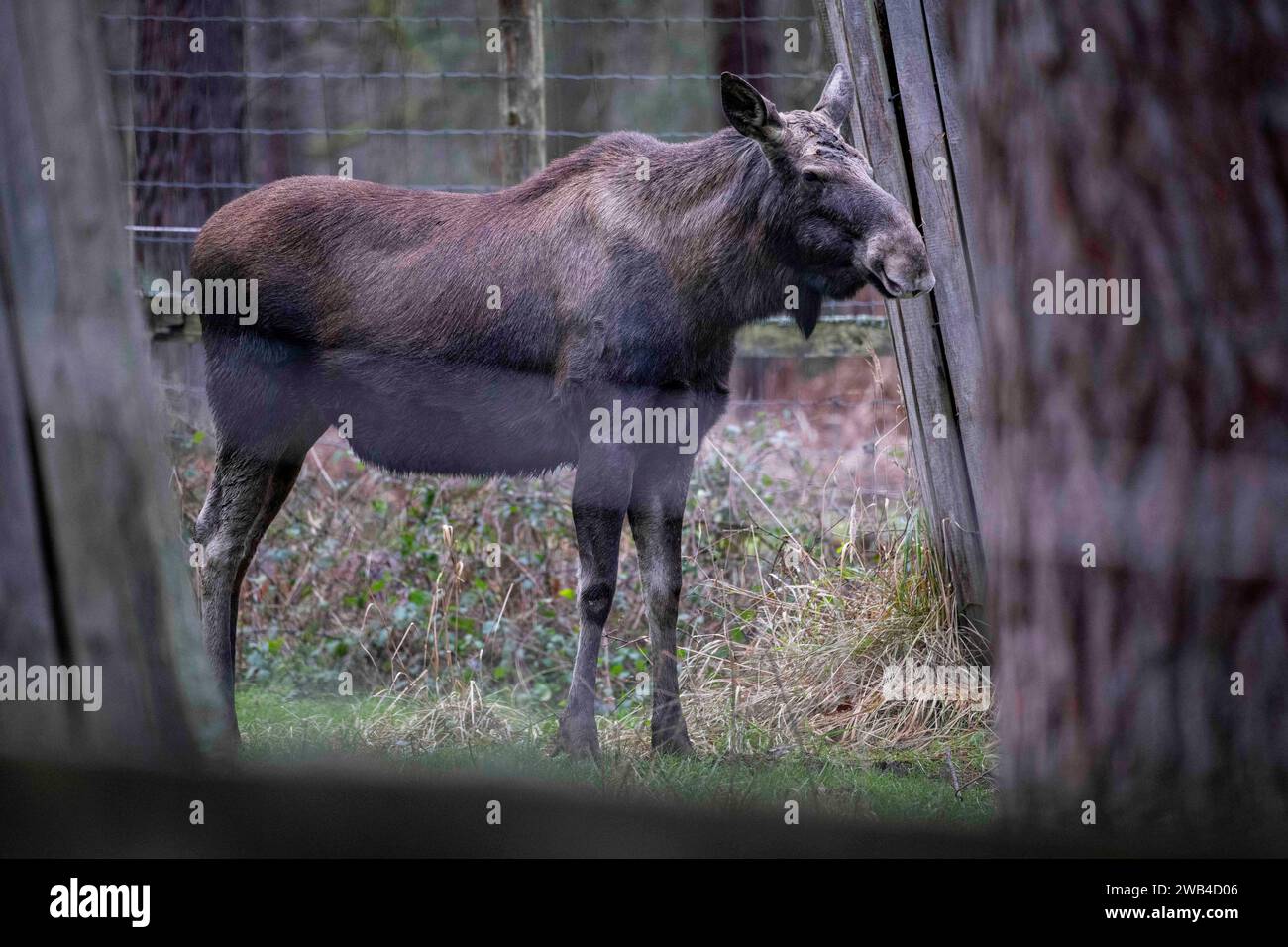 Wildpark alte Fasanerie Hanau, Elch 05.01.2024 Hanau Eingangsgebäude ...