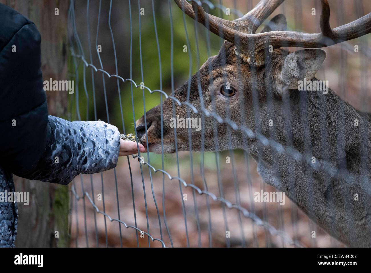 Wildpark alte Fasanerie Hanau, Damhirsch 05.01.2024 Hanau ...