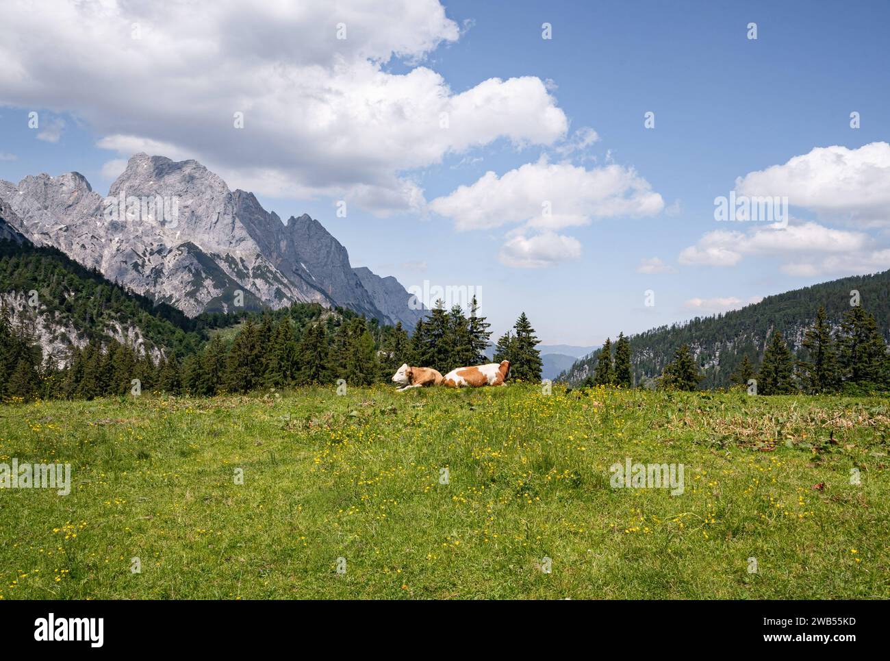 Alm-Idylle, zwei Fleckvieh - Rinder auf einer Alm mit Alpenpanorama im Hintergrund. Idyllische ...
