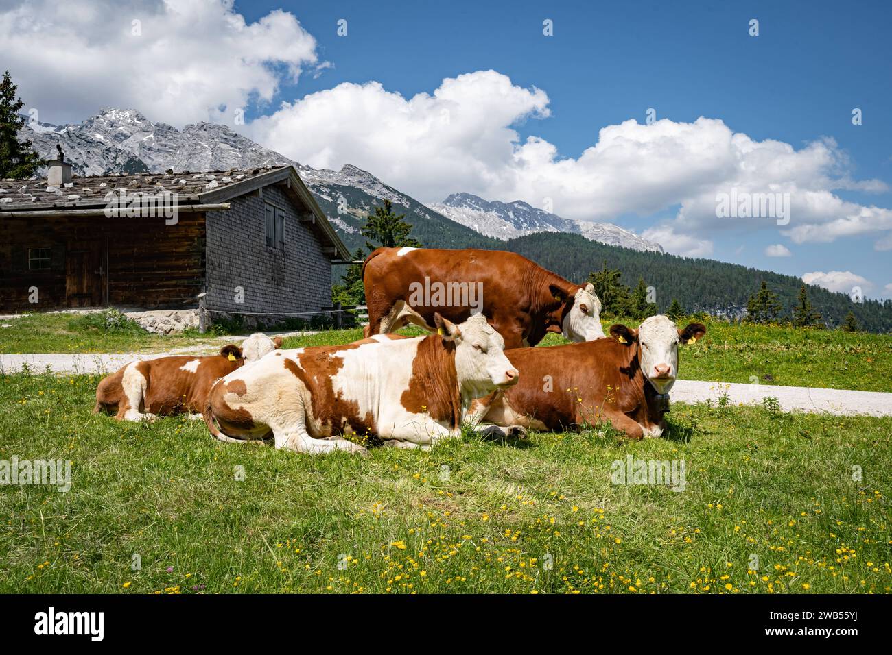 Fleckvieh - Kühe liegt entspannt an einem Wanderweg auf einer sommerlichen Alm, Symbolfoto ...