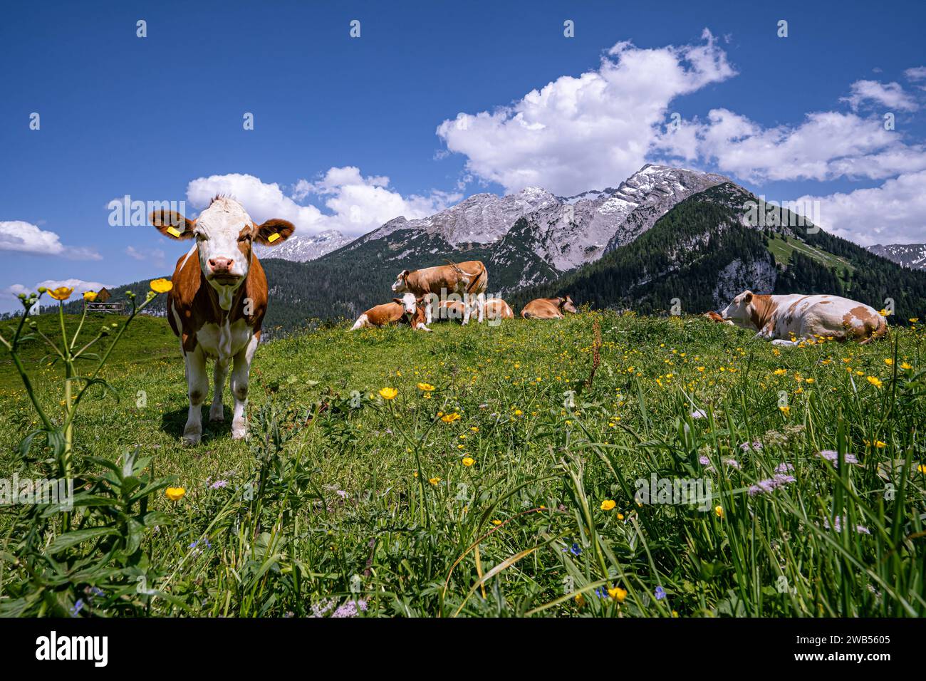 Alm - Romantik, Bergwiese mit bunten Blumen und Kühen vor dem ...