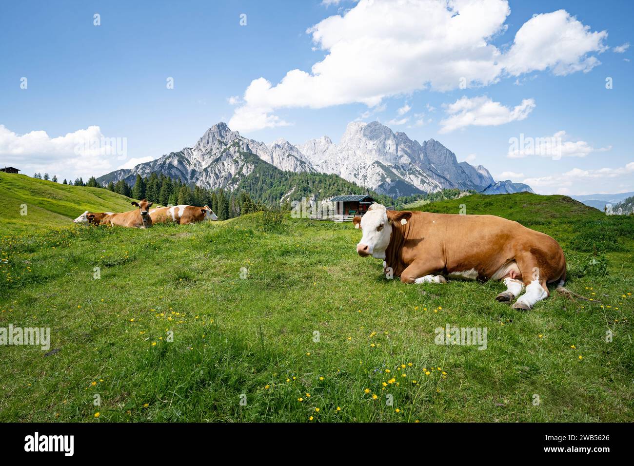 Alpenpanorama - Kühe liegt entspannt auf einer Alm mit prächtigem ...