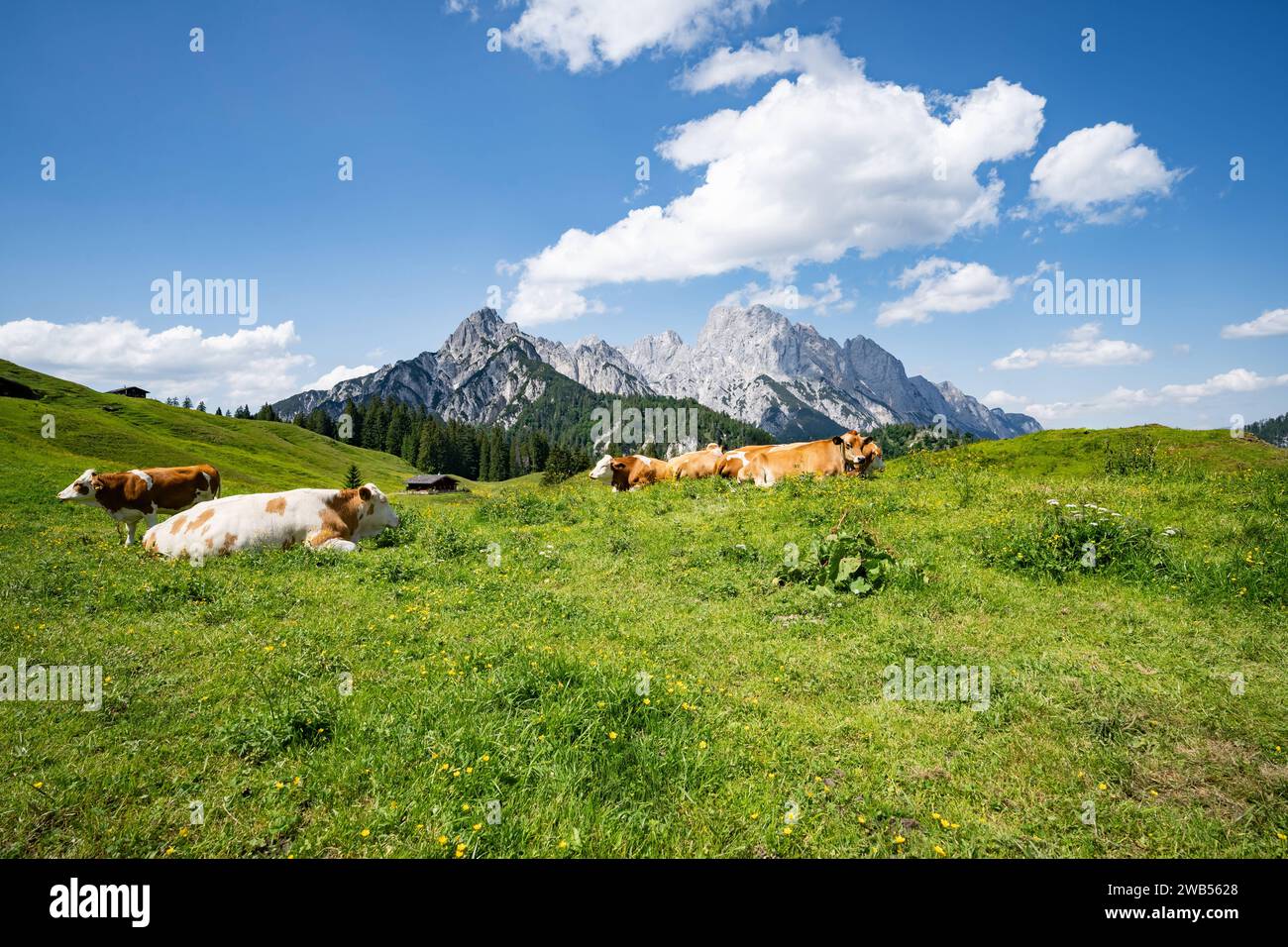 Alpenpanorama - Kühe liegt entspannt auf einer Alm mit prächtigem Gebirge im Hintergrund ...