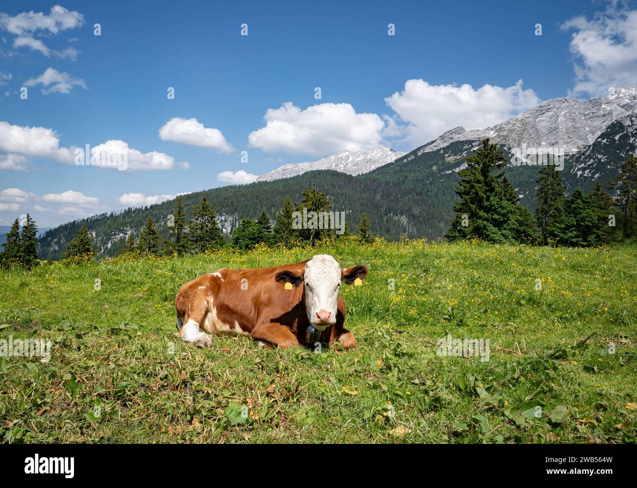 Alm-Idylle, zwei Fleckvieh - ein Rind auf einer Alm mit imposanten Bergen im Hintergrund ...