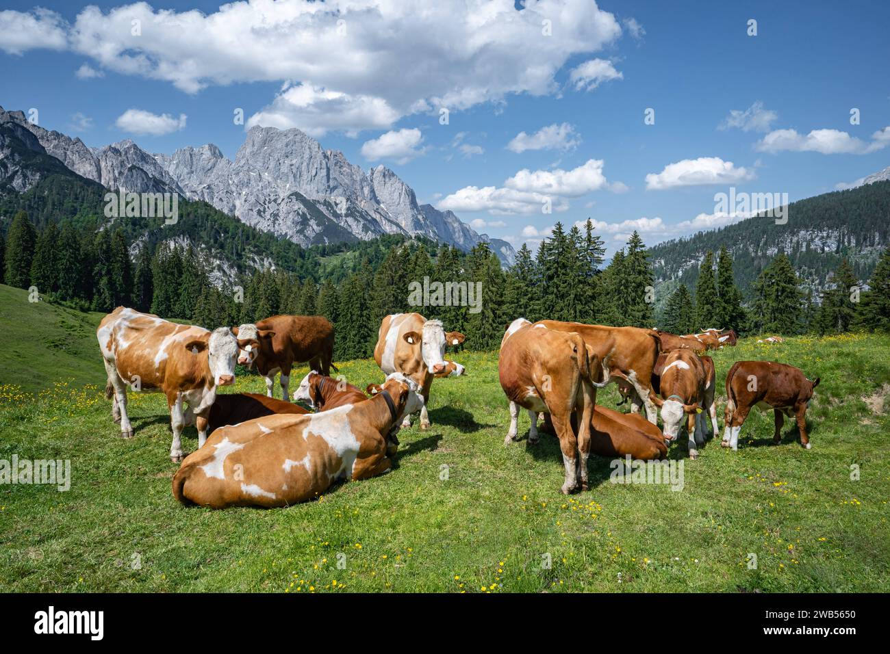 Alm-Idylle, Fleckvieh, Kuh-Herde auf einer Alm mit Alpenpanorama im Hintergrund. Idyllische ...