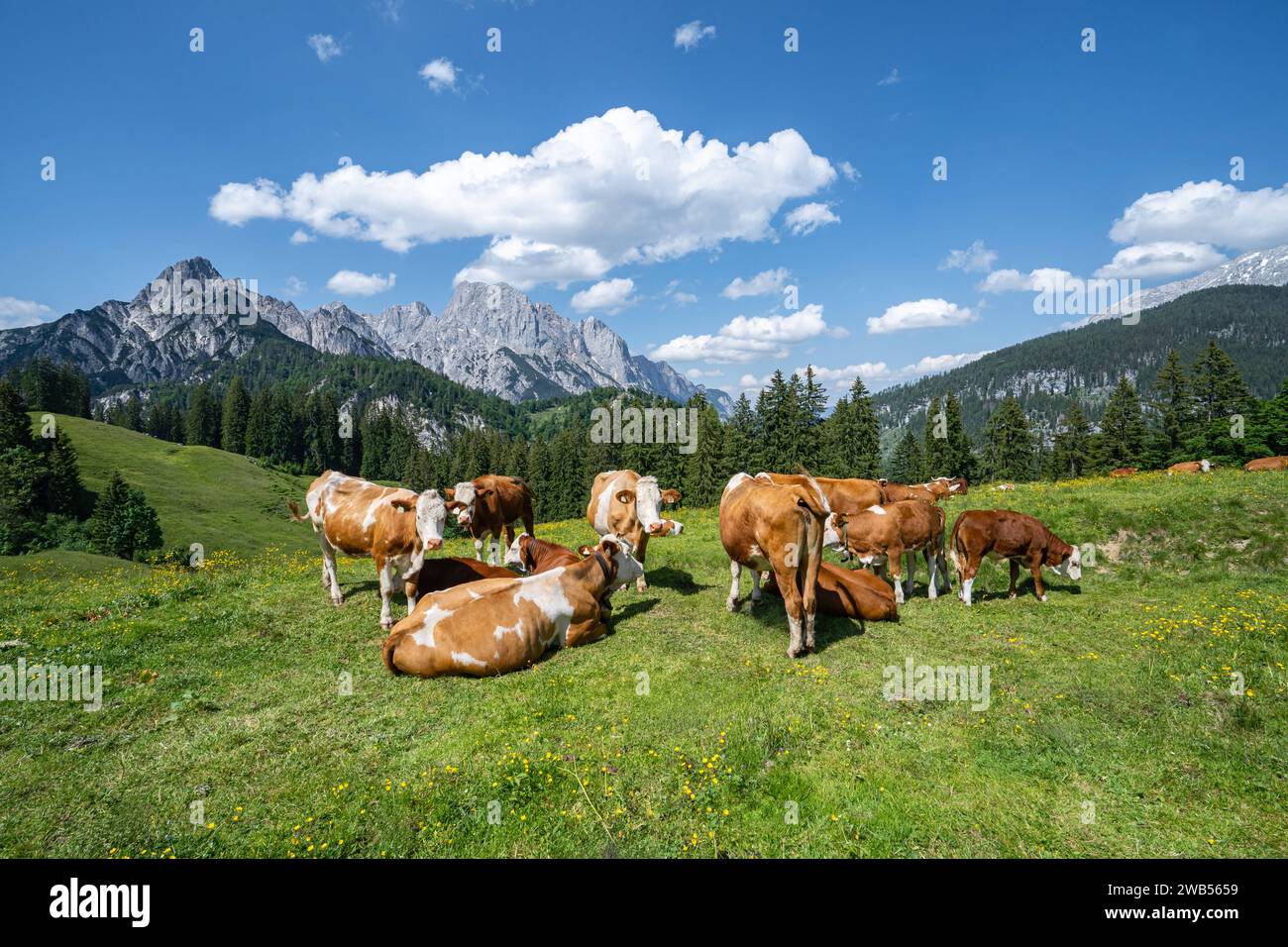 Alm-Idylle, Fleckvieh, Kuh-Herde auf einer Alm mit Alpenpanorama im Hintergrund. Idyllische ...