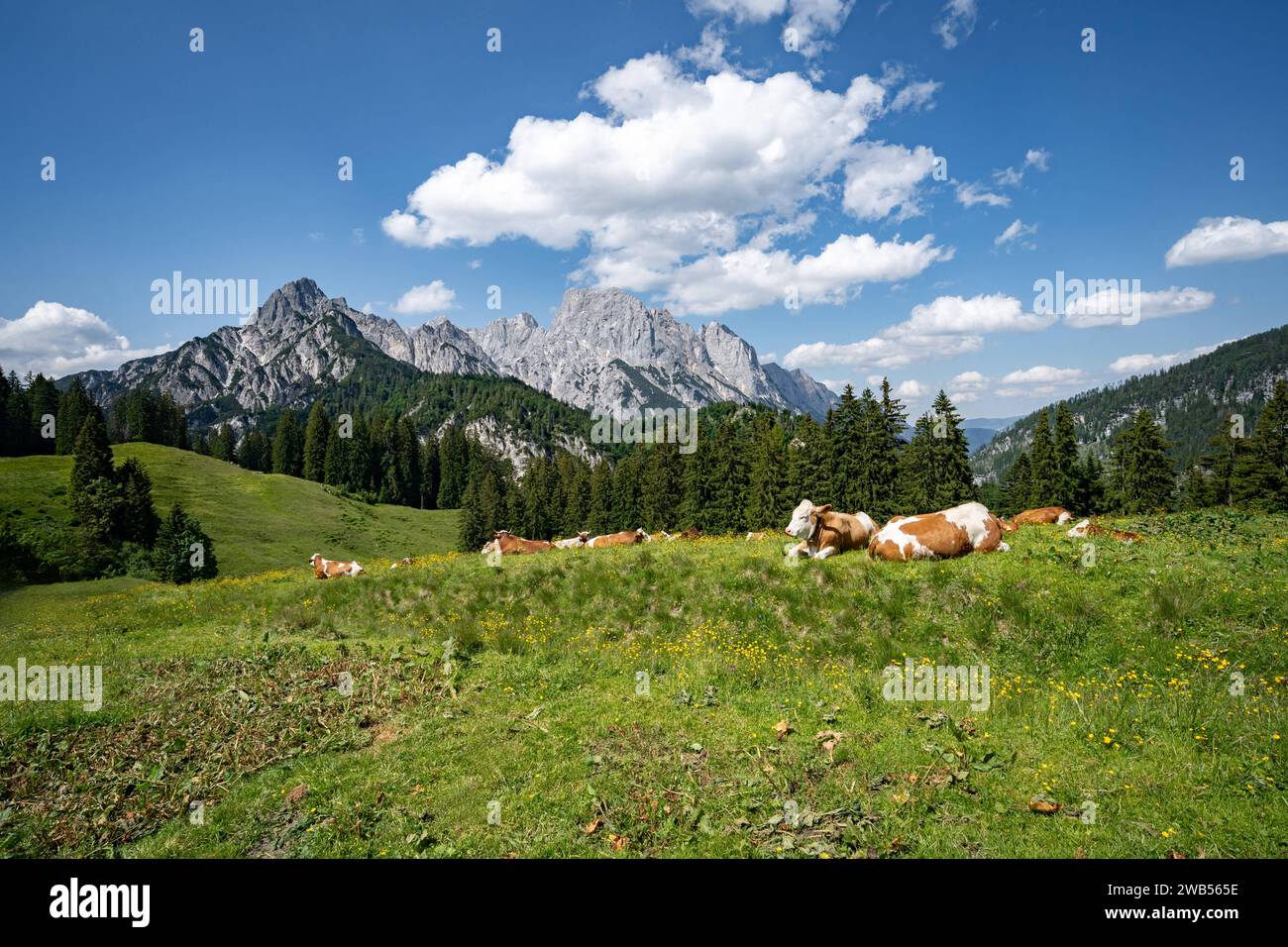 Alm - Romantik, Bergwiese mit bunten Blumen und Kühen vor dem ...