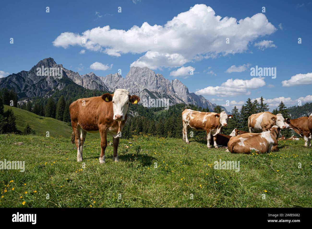Alm - Romantik, Bergwiese mit bunten Blumen und Kühen vor dem Hochgebirge. Idyllische ...