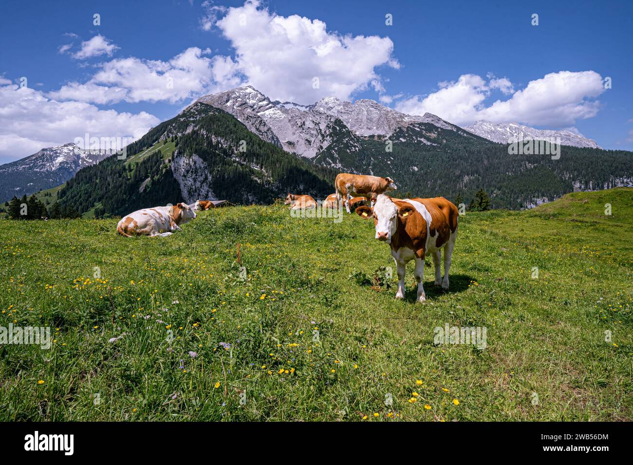 Alm-Idylle, Fleckvieh -Kühe auf einer Alm mit Alpenpanorama im Hintergrund. Idyllische ...