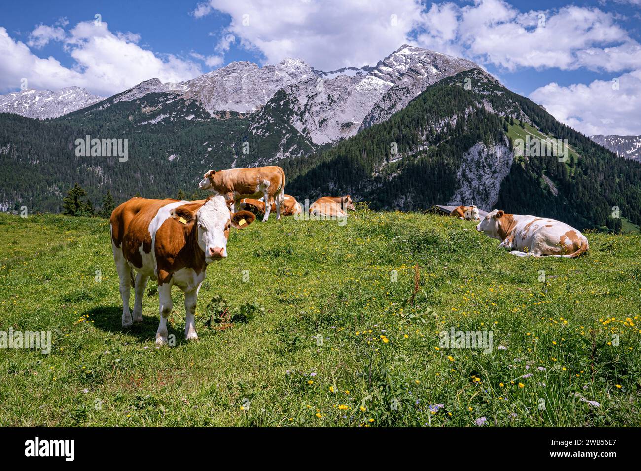 Alm-Idylle, Fleckvieh -Kühe auf einer Alm mit Alpenpanorama im Hintergrund. Idyllische ...