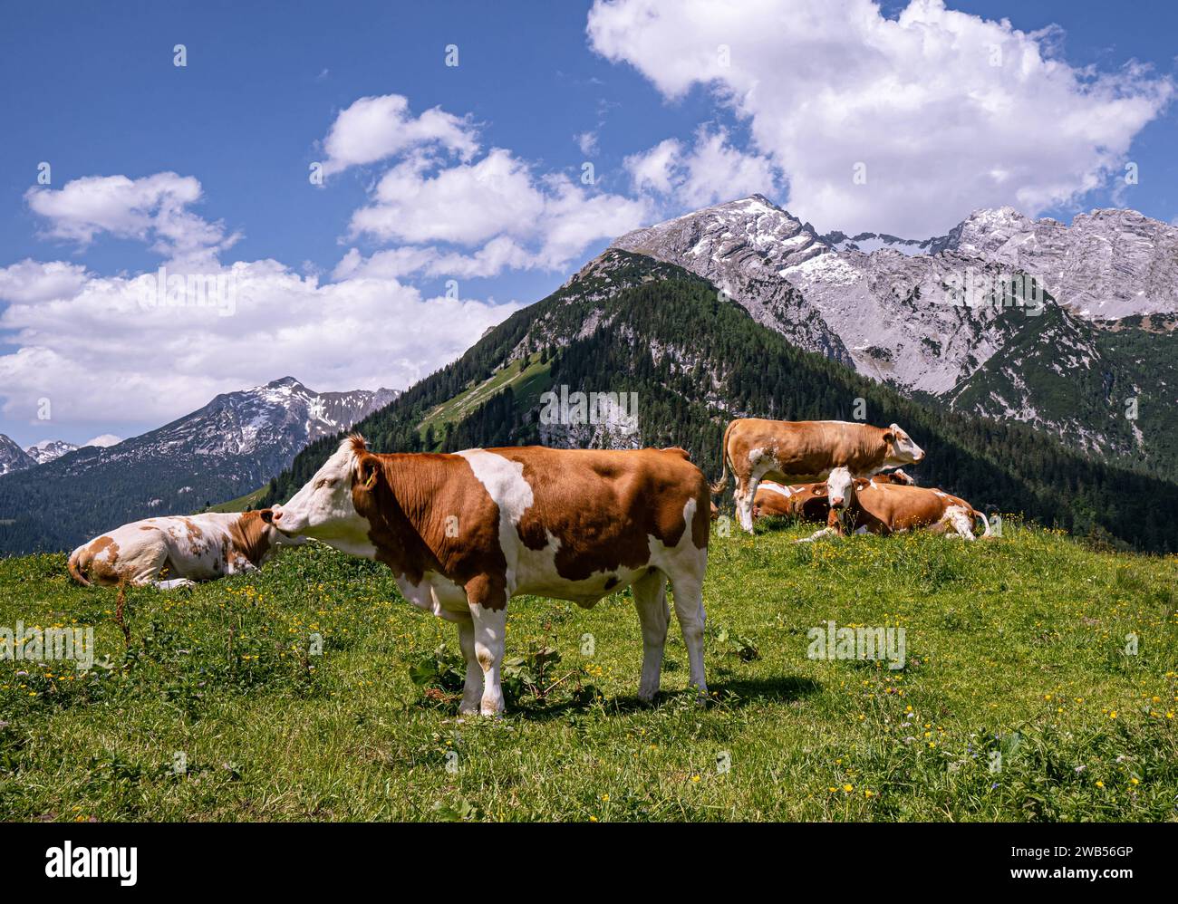 Alm-Idylle, Fleckvieh -Kühe auf einer Alm mit Alpenpanorama im Hintergrund. Idyllische ...