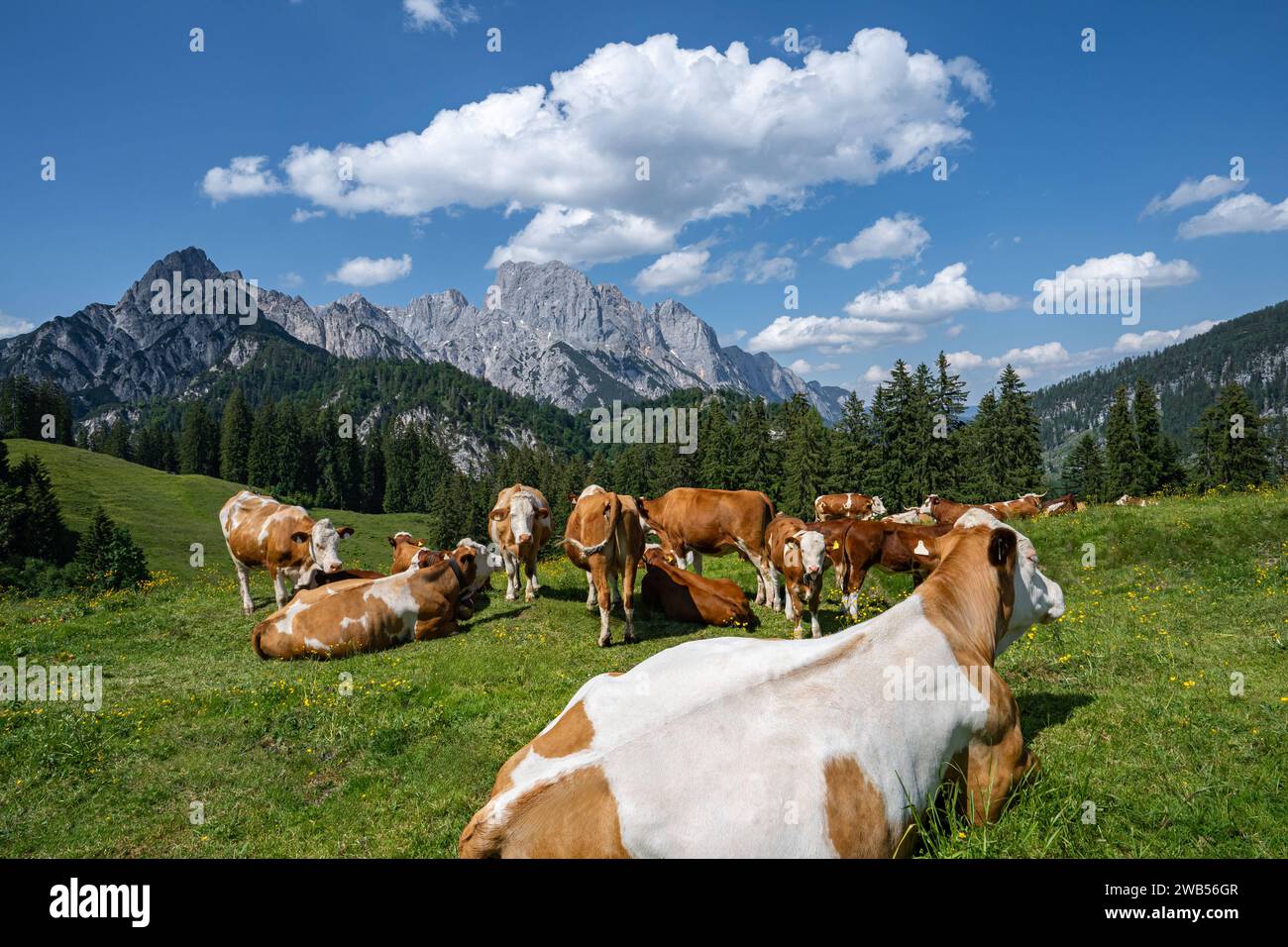 Alm-Idylle, Fleckvieh, Kuh-Herde auf einer Alm mit Alpenpanorama im Hintergrund. Idyllische ...