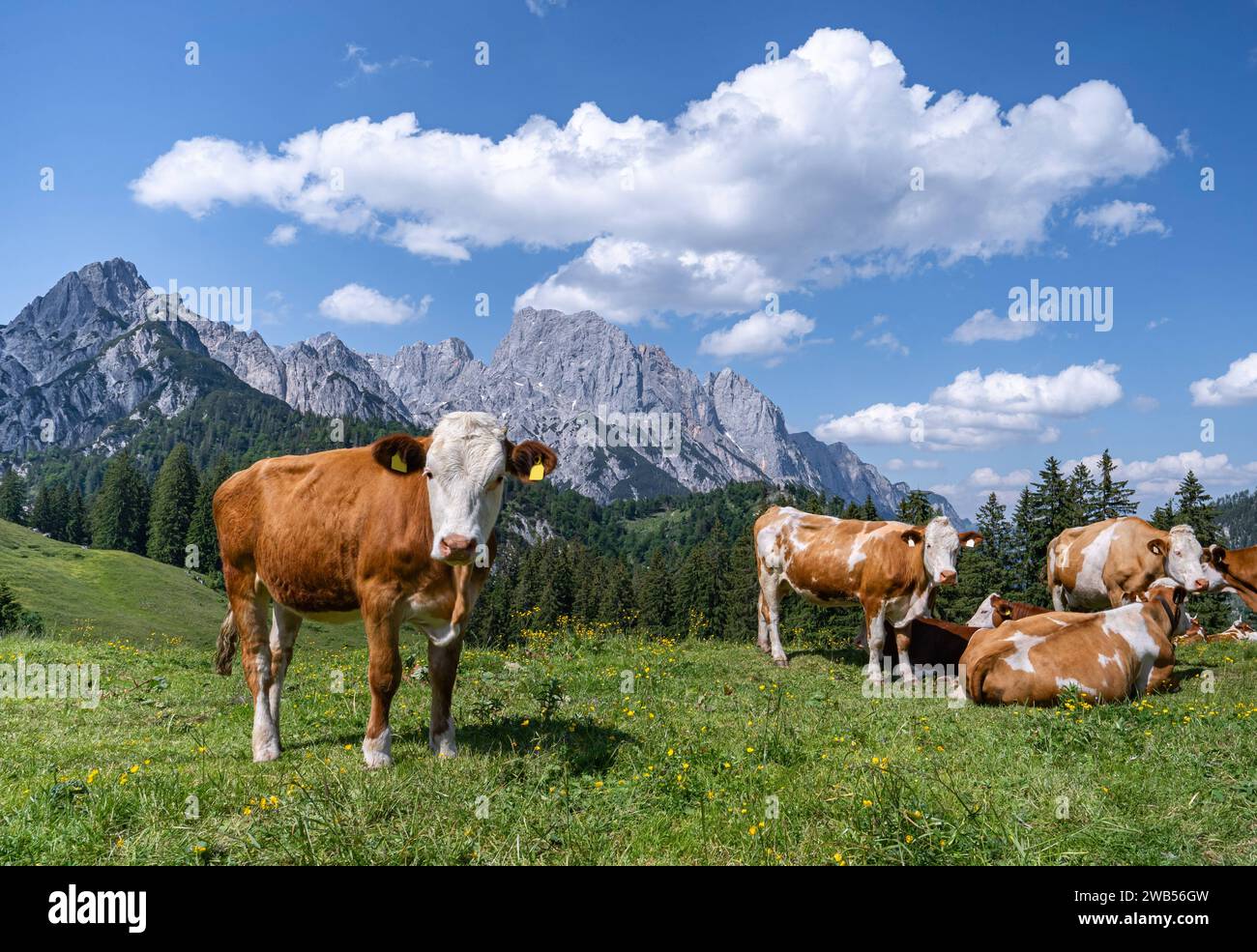 Romantische Alm in den Bergen, neugierige Kühe vor einem majestätischen Gebirge im Hintergrund ...