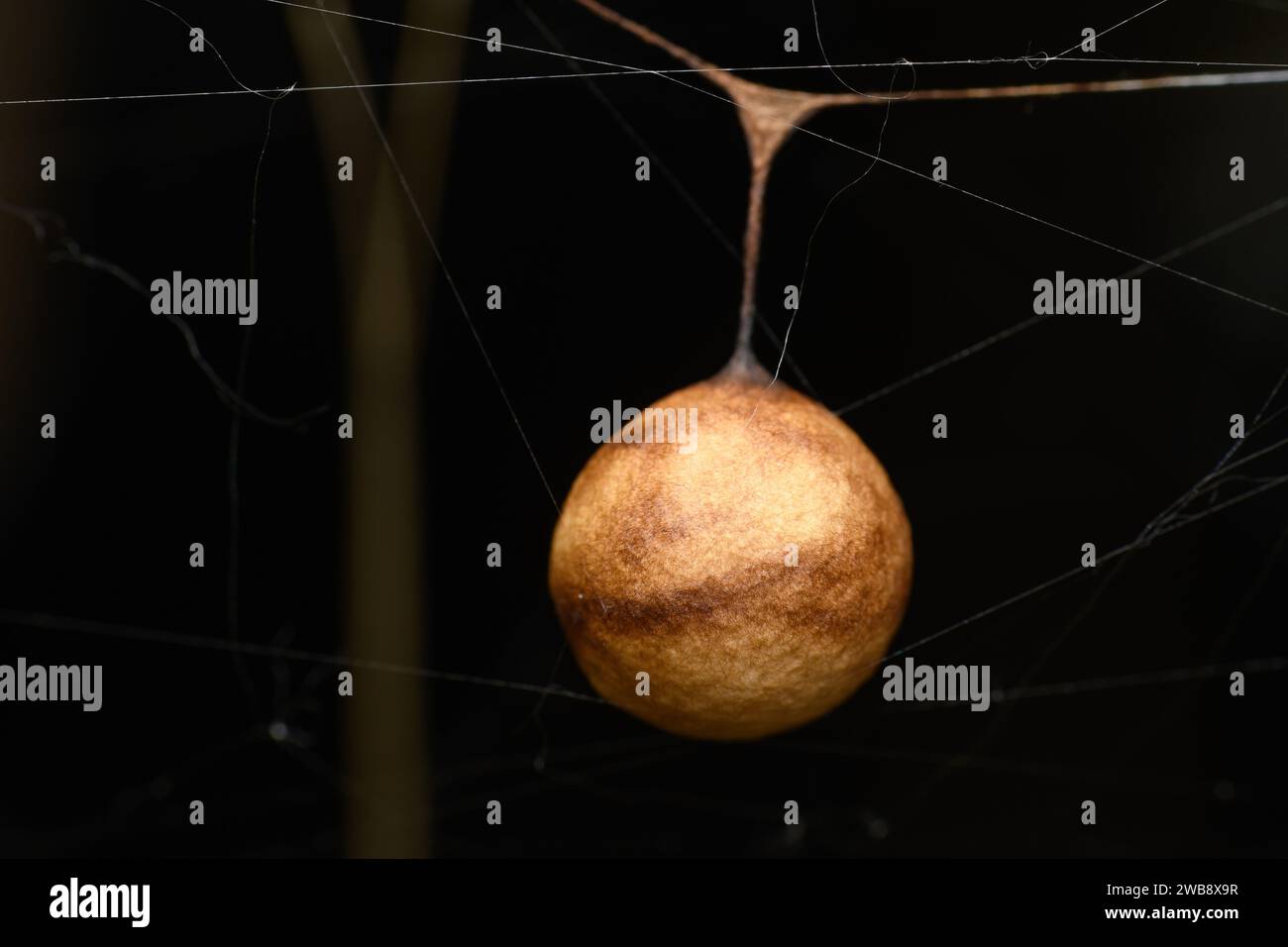 Der Ei-Fall einer Dung-Mimik-Spinne (Pasilobus kothigarus), die in ...