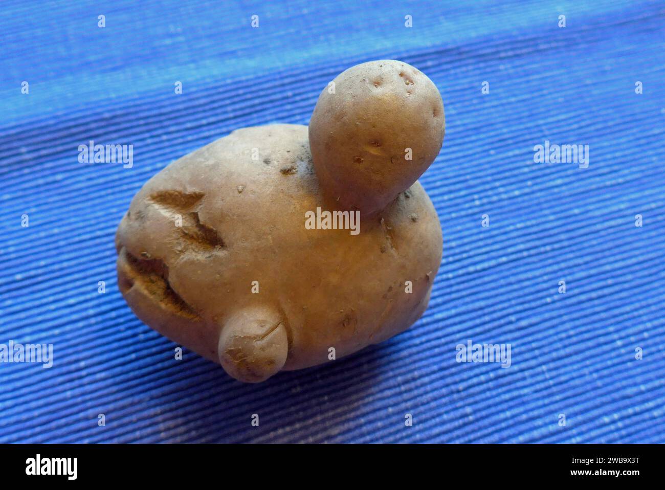 Knubbelnase -Fotos und -Bildmaterial in hoher Auflösung – Alamy