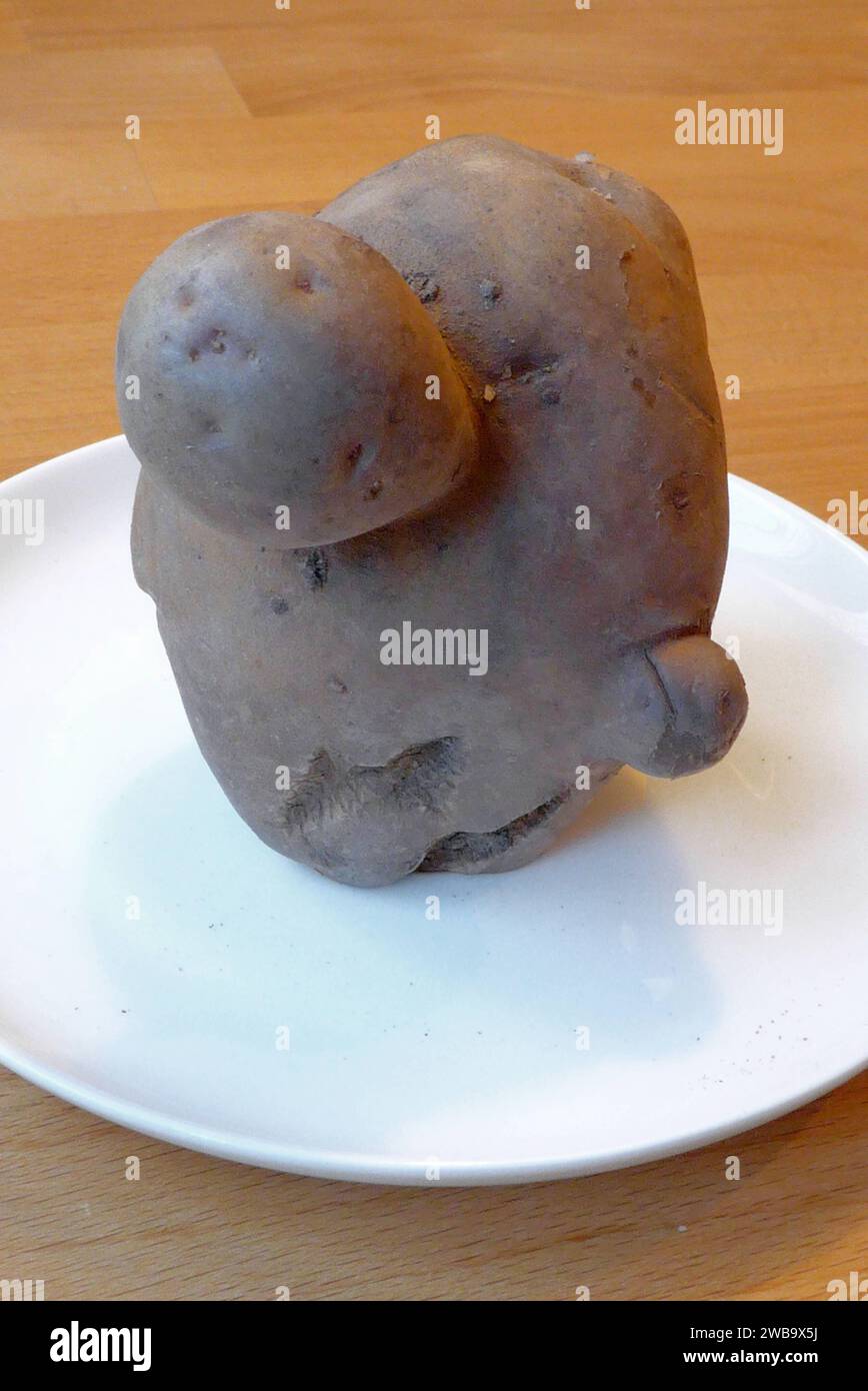 Kuriose Laune der Natur: Eine Kartoffel, die je nach Blickwinkel an ein ...