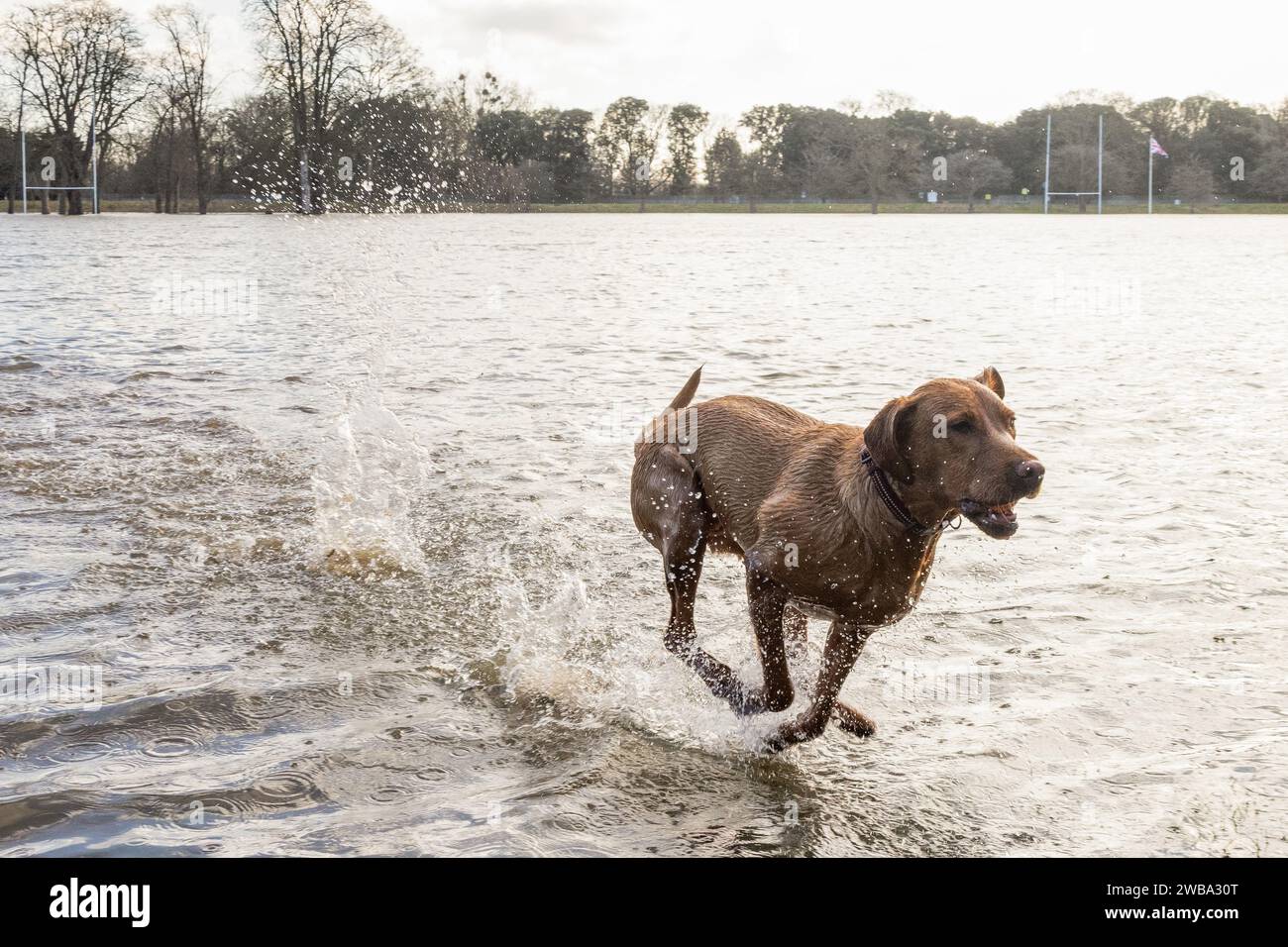 Windsor, Großbritannien. Januar 2024. Isla, der Hund, holt einen Ball ...