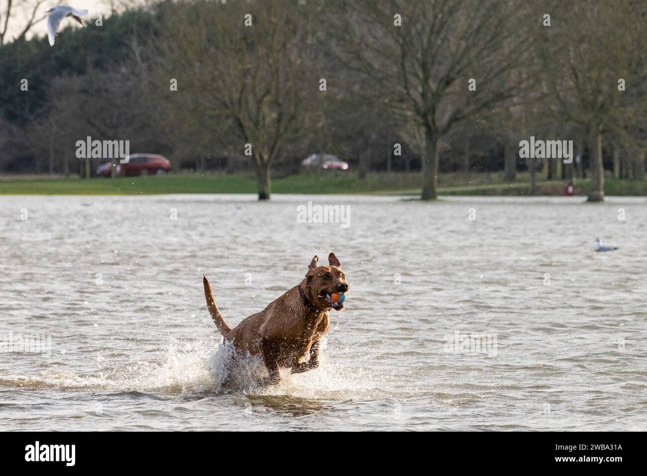 Windsor, Großbritannien. Januar 2024. Isla, der Hund, holt einen Ball ...