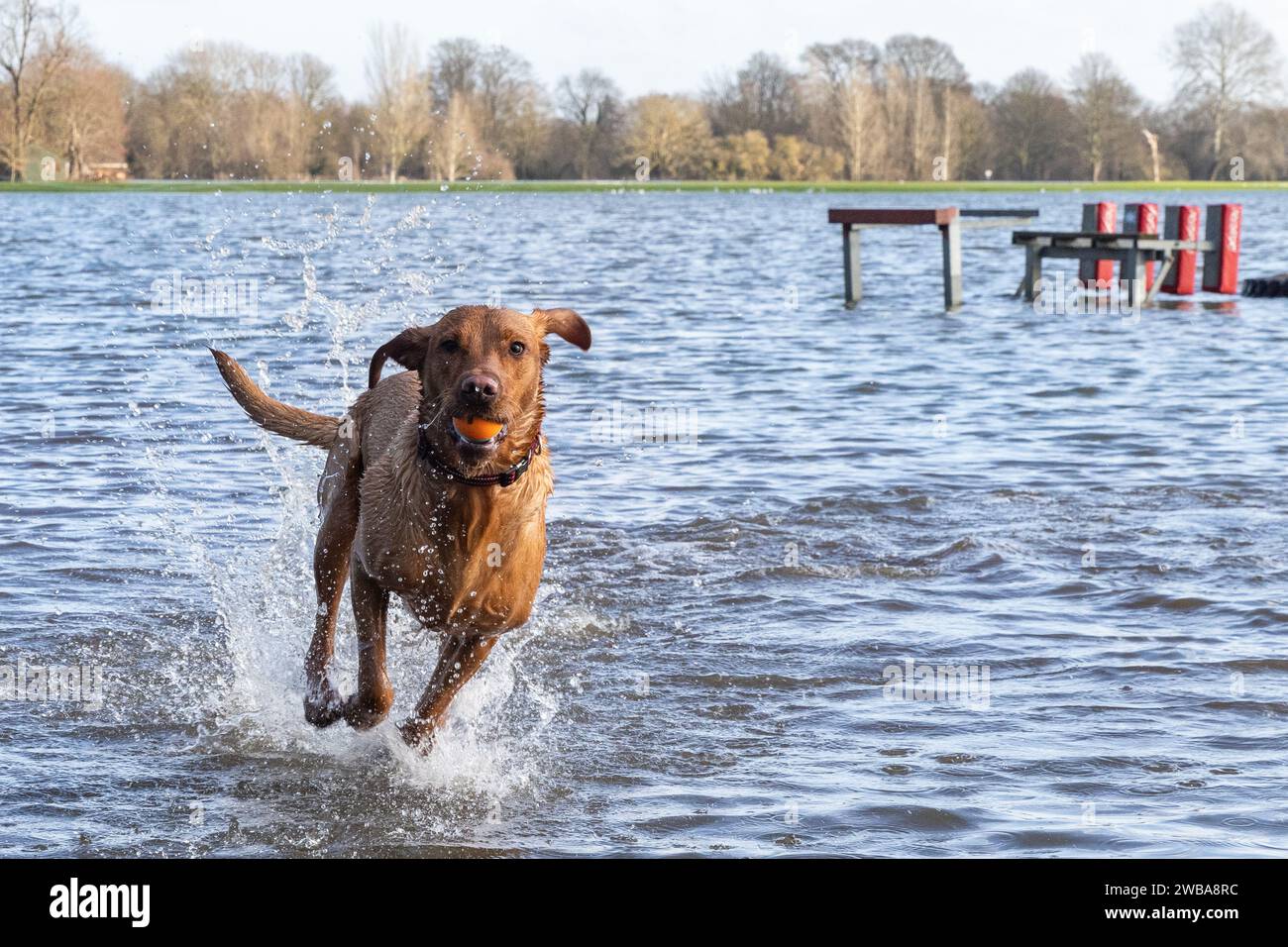 Windsor, Großbritannien. Januar 2024. Ein Hund namens Isla holt einen ...