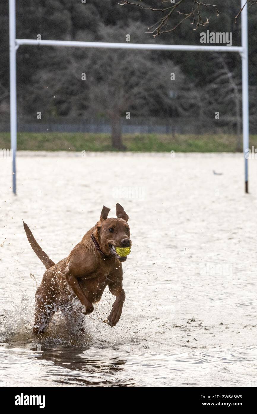 Windsor, Großbritannien. Januar 2024. Ein Hund namens Isla holt einen ...