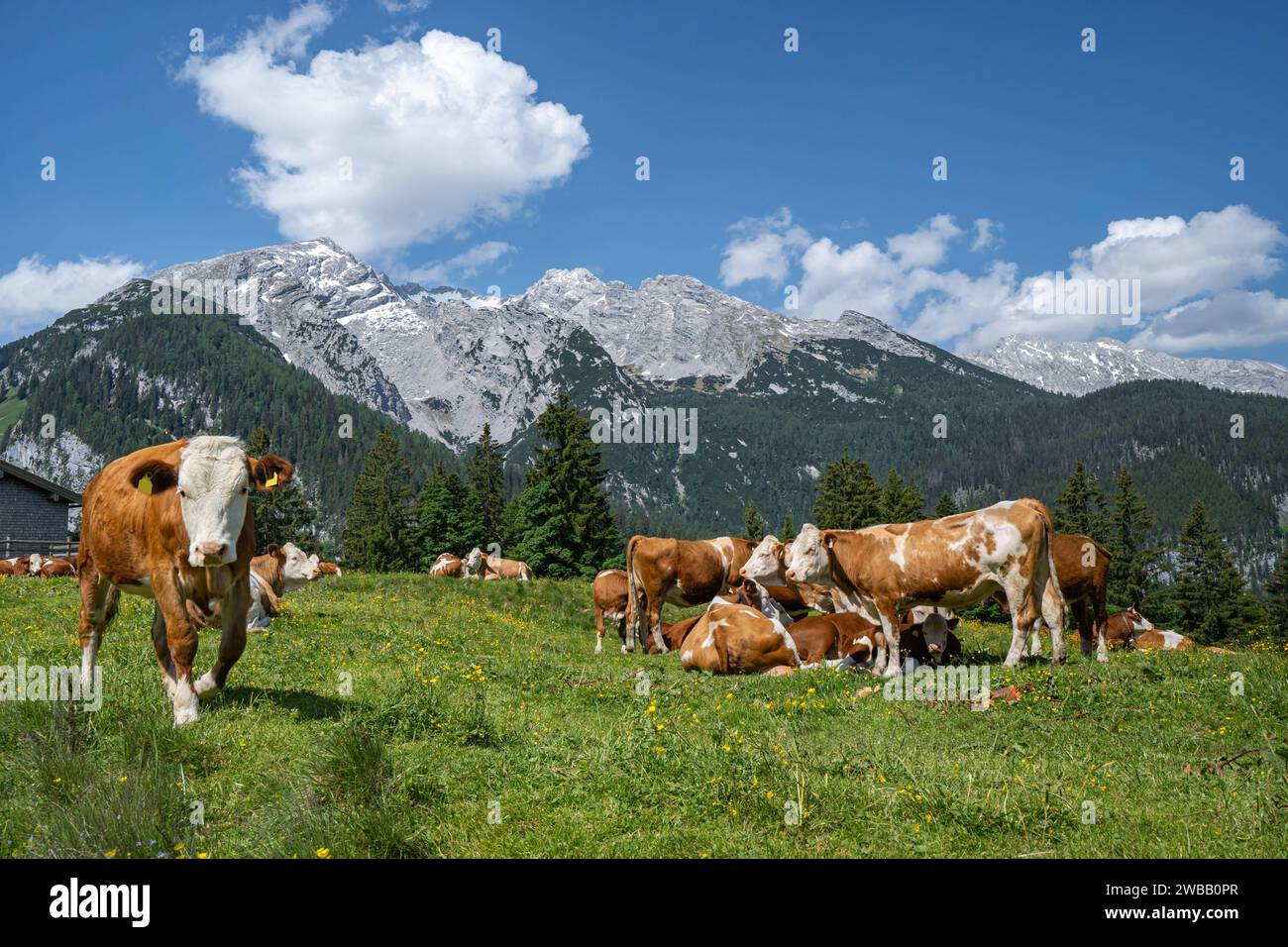 Almpanorama - rotbunte Kühe auf einer grünen Alm mit Gebirgszug der Alpen im Hintergrund ...