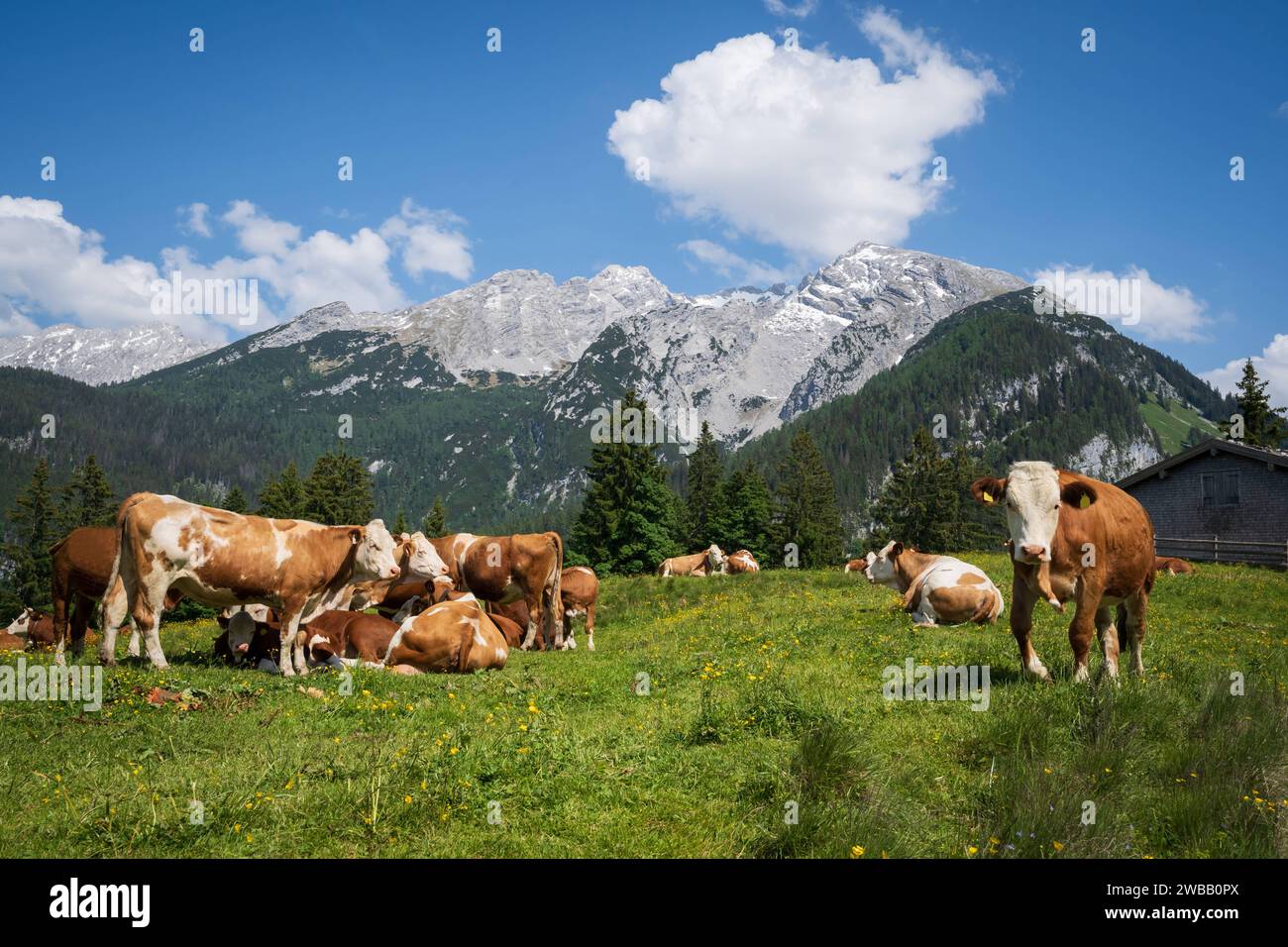 Almpanorama - rotbunte Kühe auf einer grünen Alm mit Gebirgszug der Alpen im Hintergrund ...
