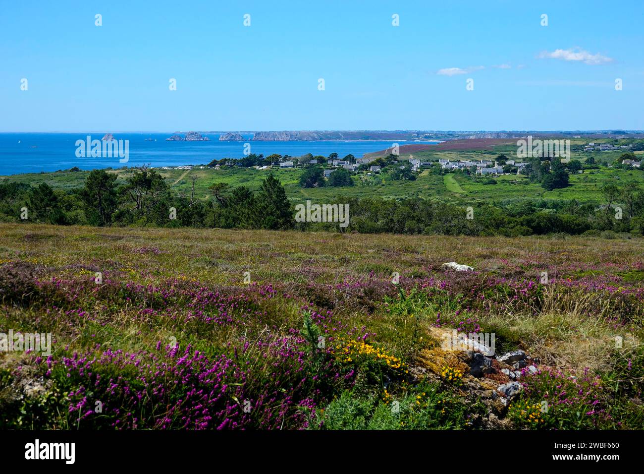 Heidefläche zwischen Cap de la Chevre und Morgat, hinter Pointe de Pen ...