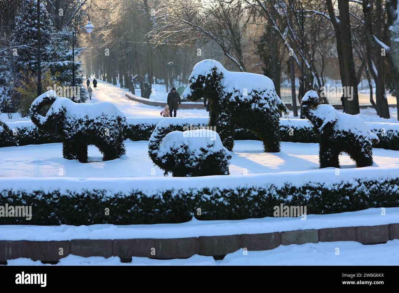 Nicht exklusiv: IWANO-FRANKIWSK, UKRAINE - 9. JANUAR 2024 - Schneeschleiber Büsche, die als ...