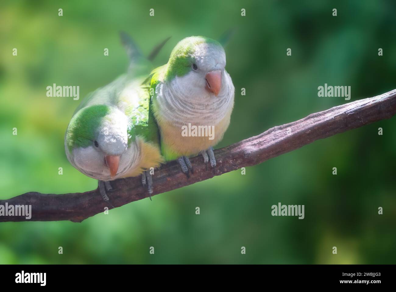 Amerikanischer grüner sittich -Fotos und -Bildmaterial in hoher ...