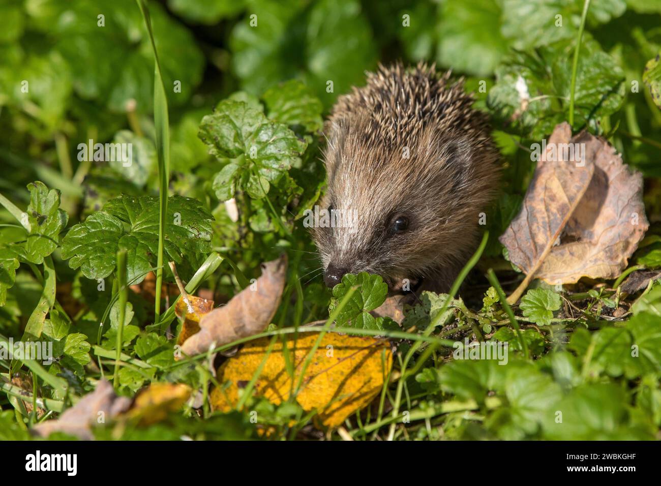 Igel, Erinaceus europaeus, Stacheltier, Tier des Jahres 2024 ...