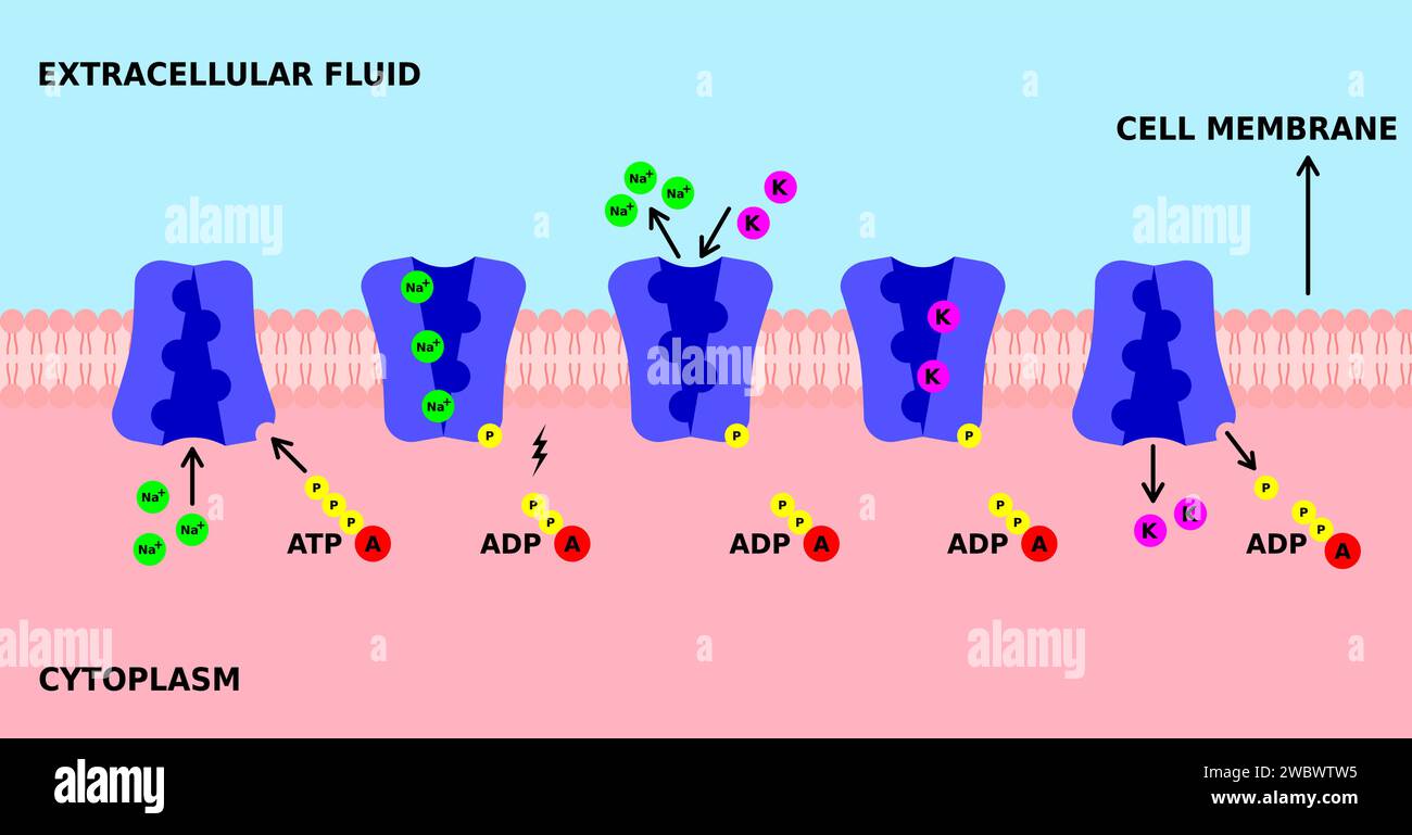 Natrium kalium ionenpumpe -Fotos und -Bildmaterial in hoher Auflösung ...