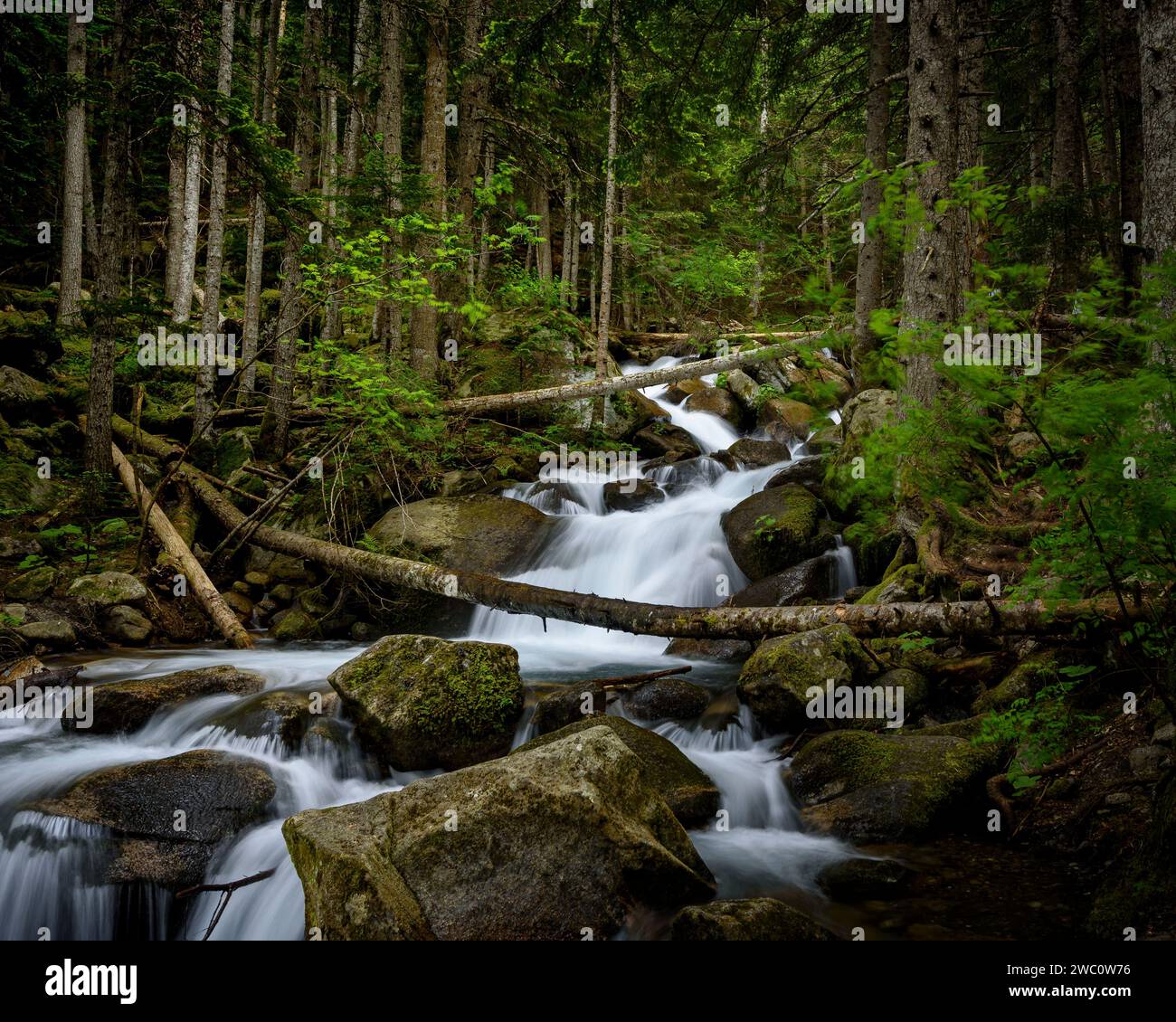Mata de agua -Fotos und -Bildmaterial in hoher Auflösung – Alamy
