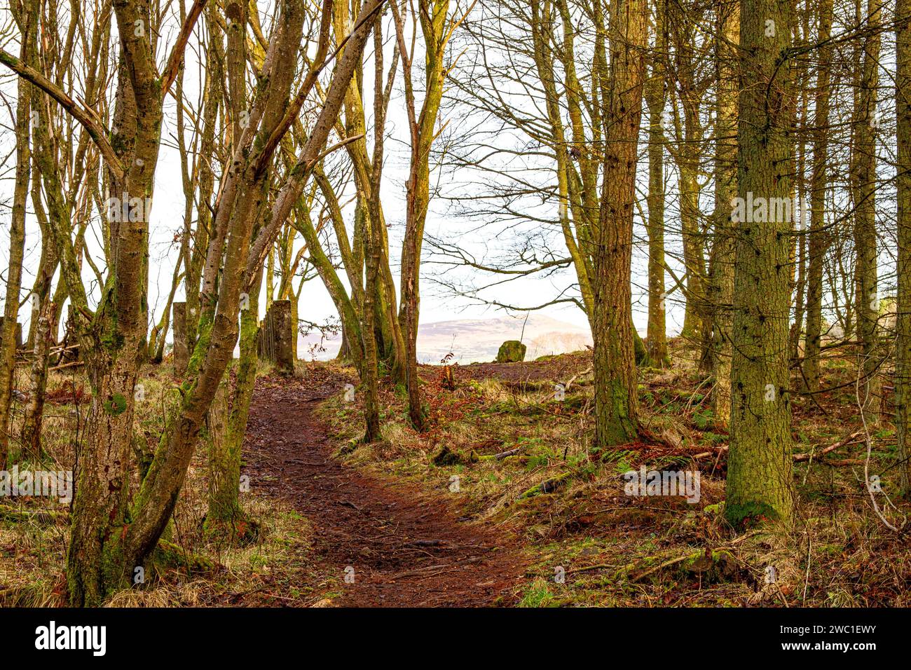 Waldszene dundee -Fotos und -Bildmaterial in hoher Auflösung – Alamy