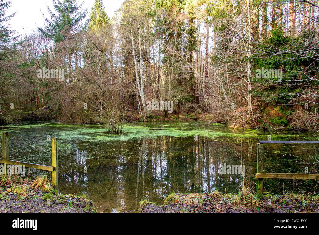 Waldszene dundee -Fotos und -Bildmaterial in hoher Auflösung – Alamy