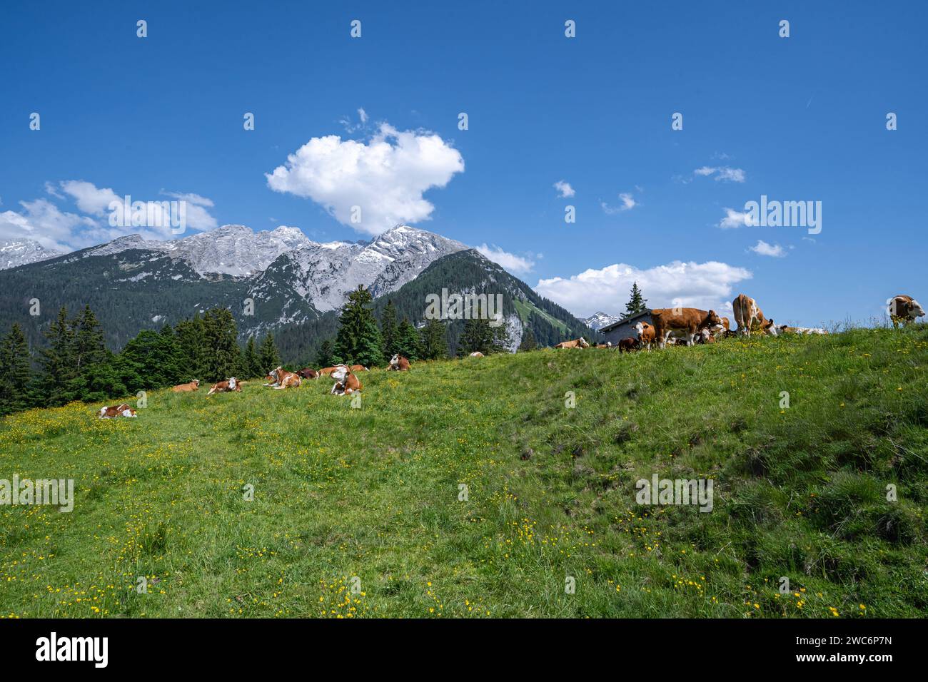 Alm - Nostalgie, rotbunte Fleckvieh Kühe liegt entspannt auf einer Alm in den Alpen. Idyllische ...