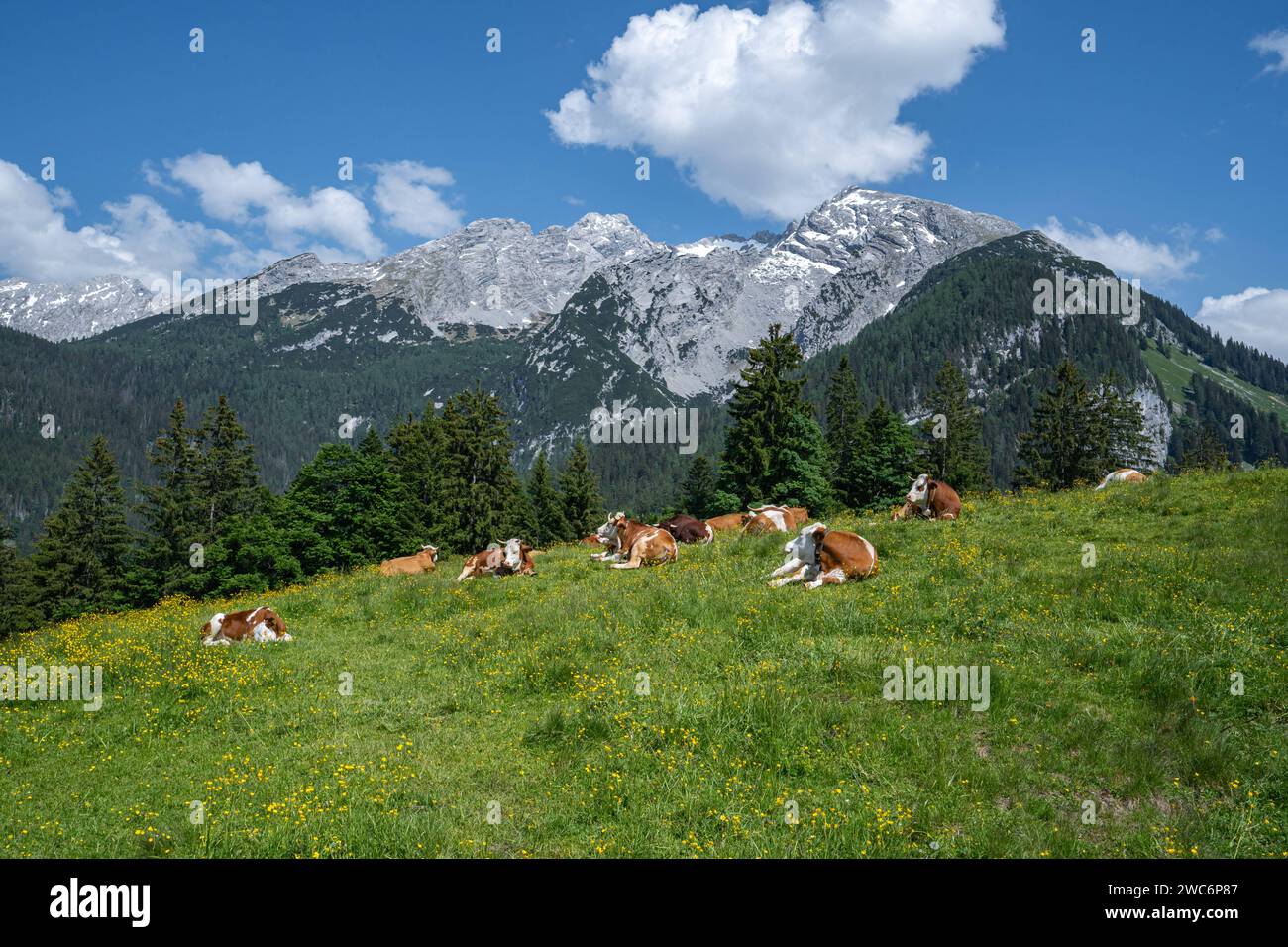 Alm - Nostalgie, rotbunte Fleckvieh Kühe liegt entspannt auf einer Alm in den Alpen. Idyllische ...