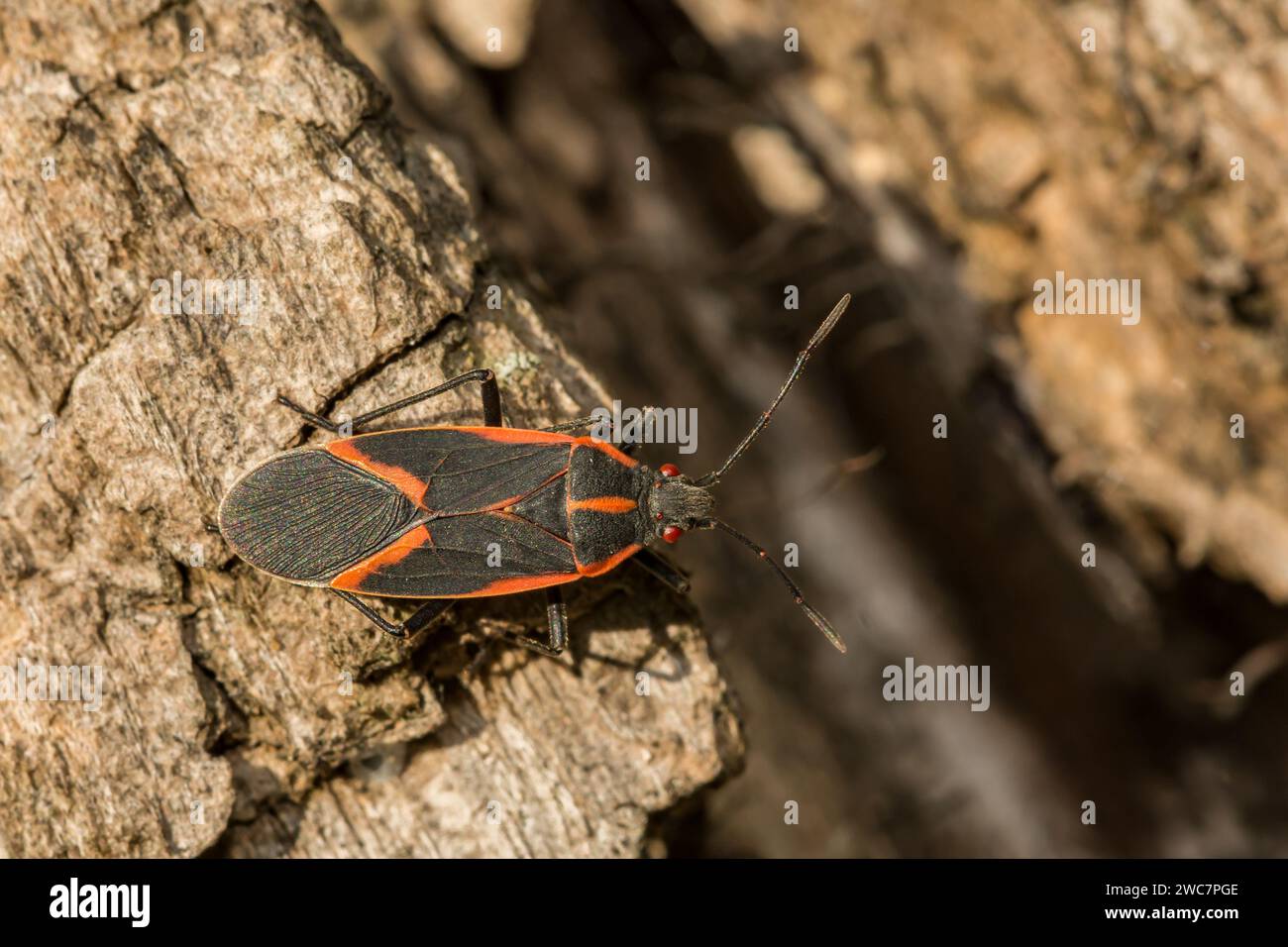 Adult boxelder bug -Fotos und -Bildmaterial in hoher Auflösung – Alamy