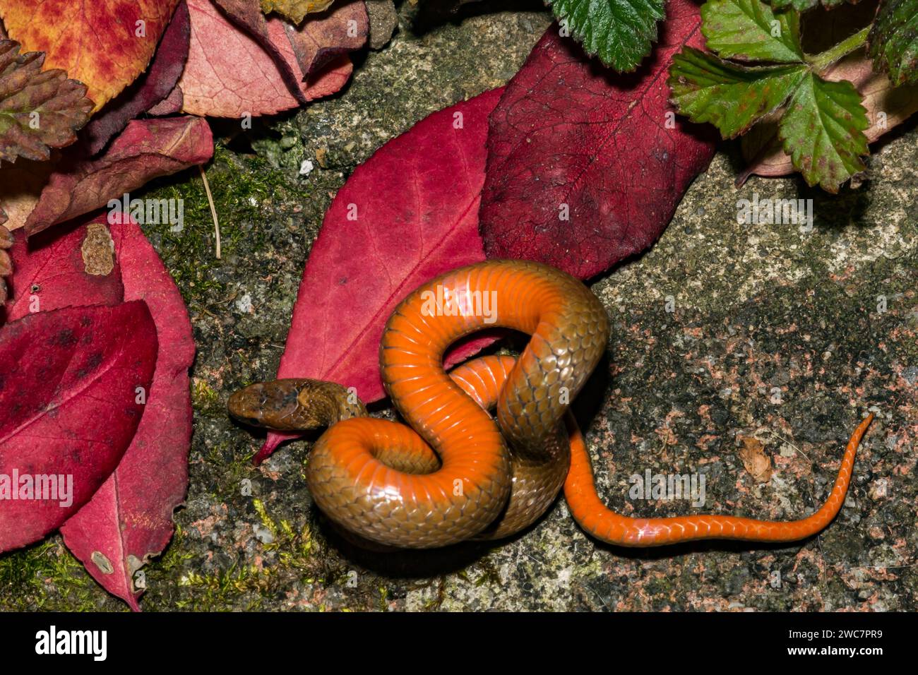 Schöne rote schlange -Fotos und -Bildmaterial in hoher Auflösung – Alamy