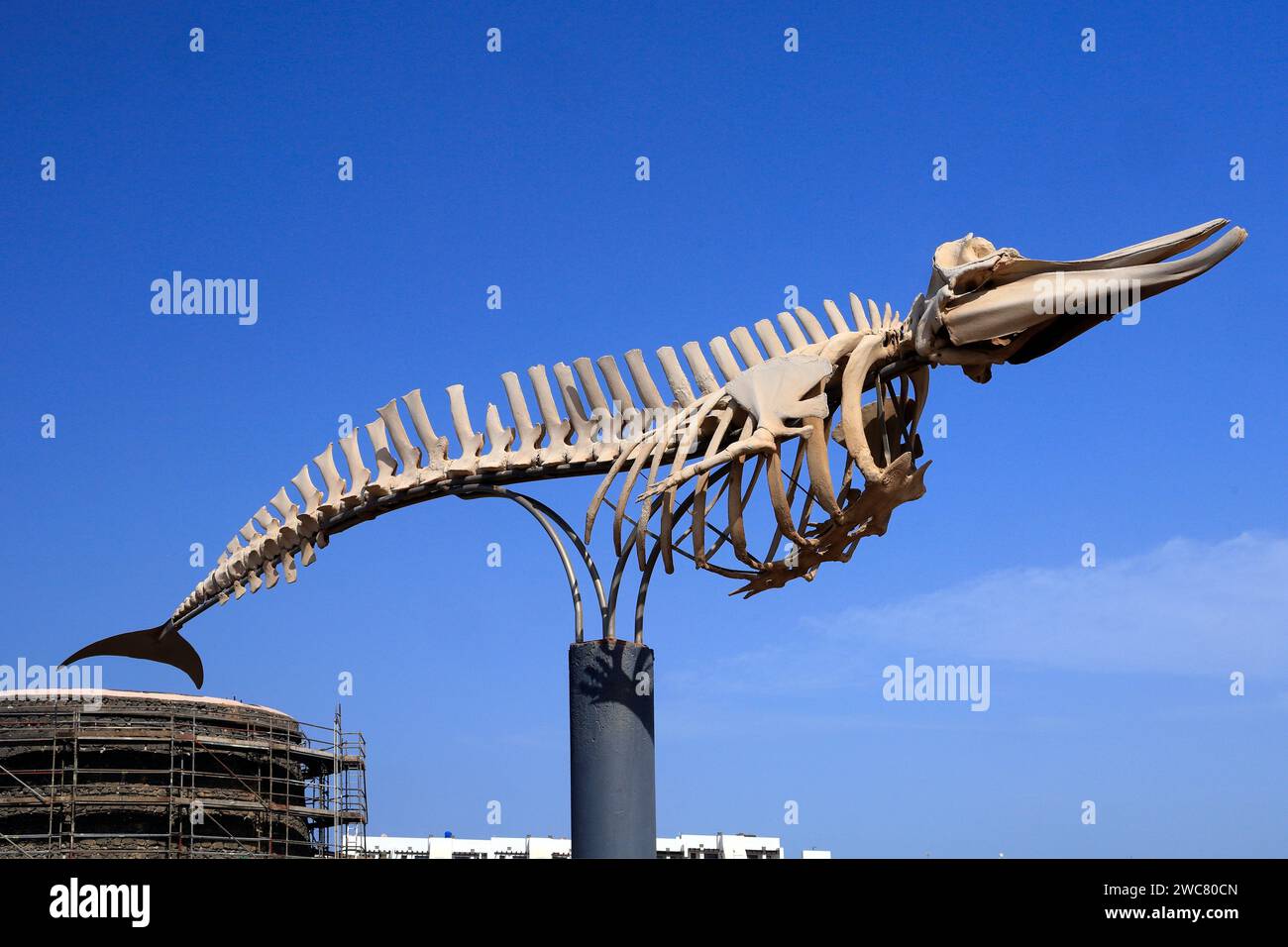 Erhaltenes Walskelett (Cuviers Schnabelwal - Ziphius caviostris) auf ...