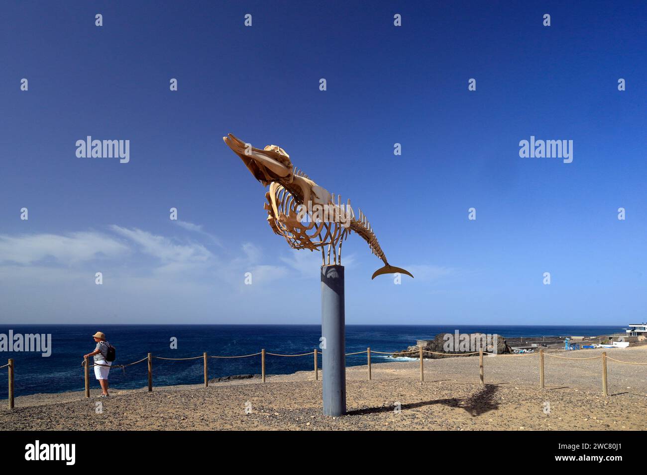 Erhaltenes Walskelett (Cuviers Schnabelwal - Ziphius caviostris) auf ...