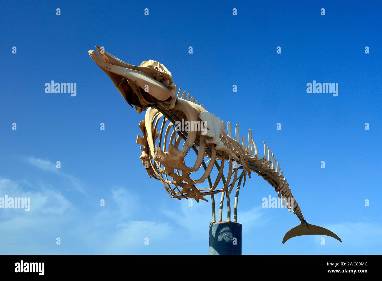 Erhaltenes Walskelett (Cuviers Schnabelwal - Ziphius caviostris) auf ...